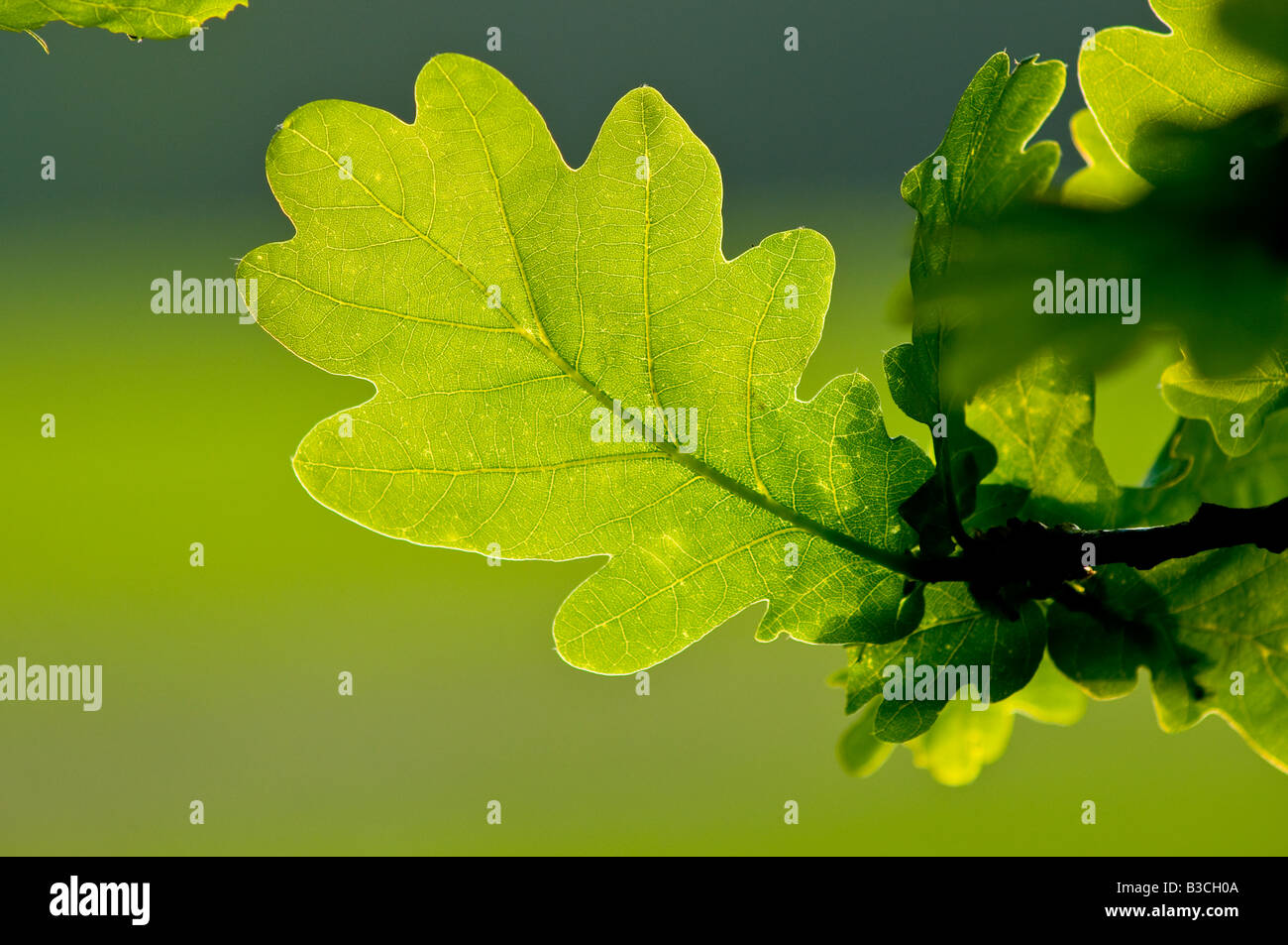 A backlight new Oak leaf with foliage foreground and green background ...