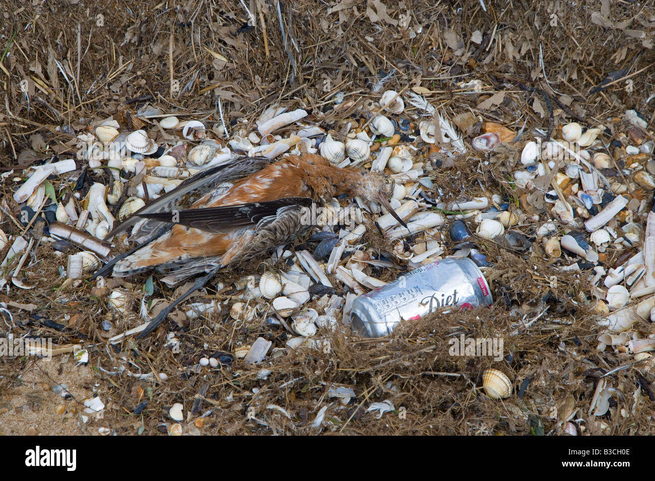 Dead Godwit The Wash at Lowtide Norfolk UK August Stock Photo - Alamy