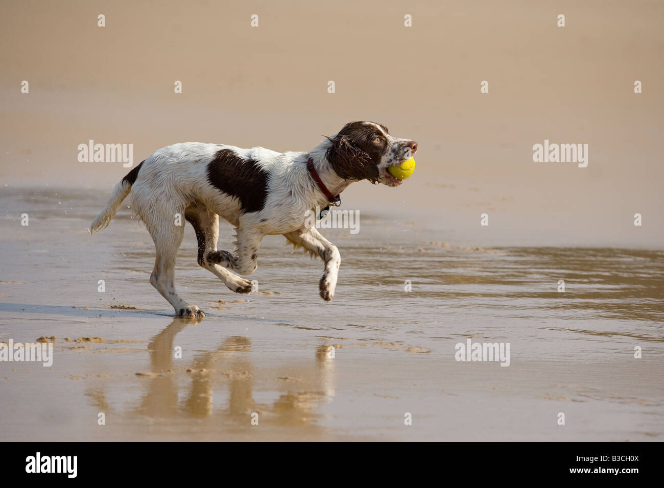Running springer puppy hi-res stock photography and images - Alamy