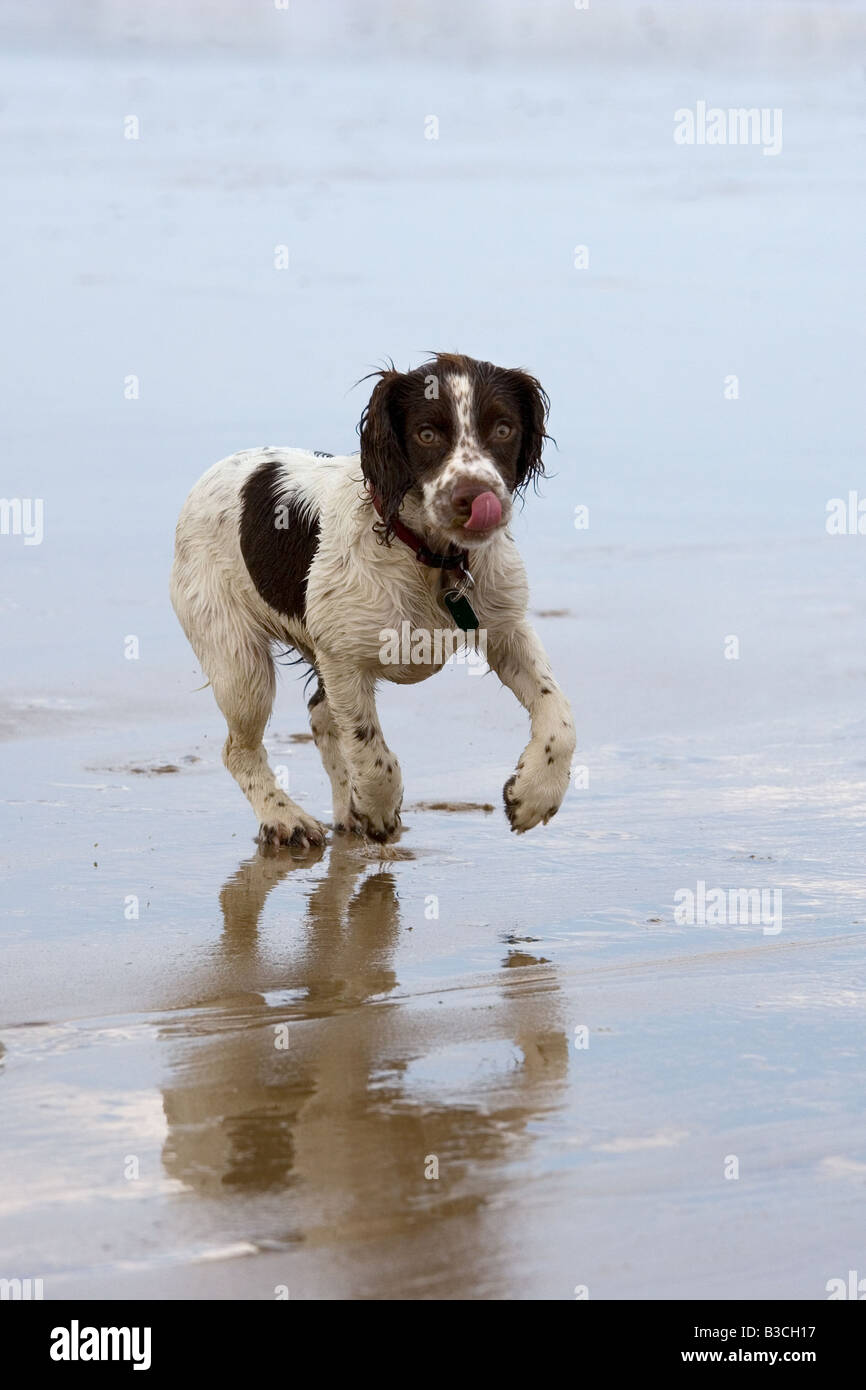 English Springer Spaniel running on Beach Stock Photo - Alamy
