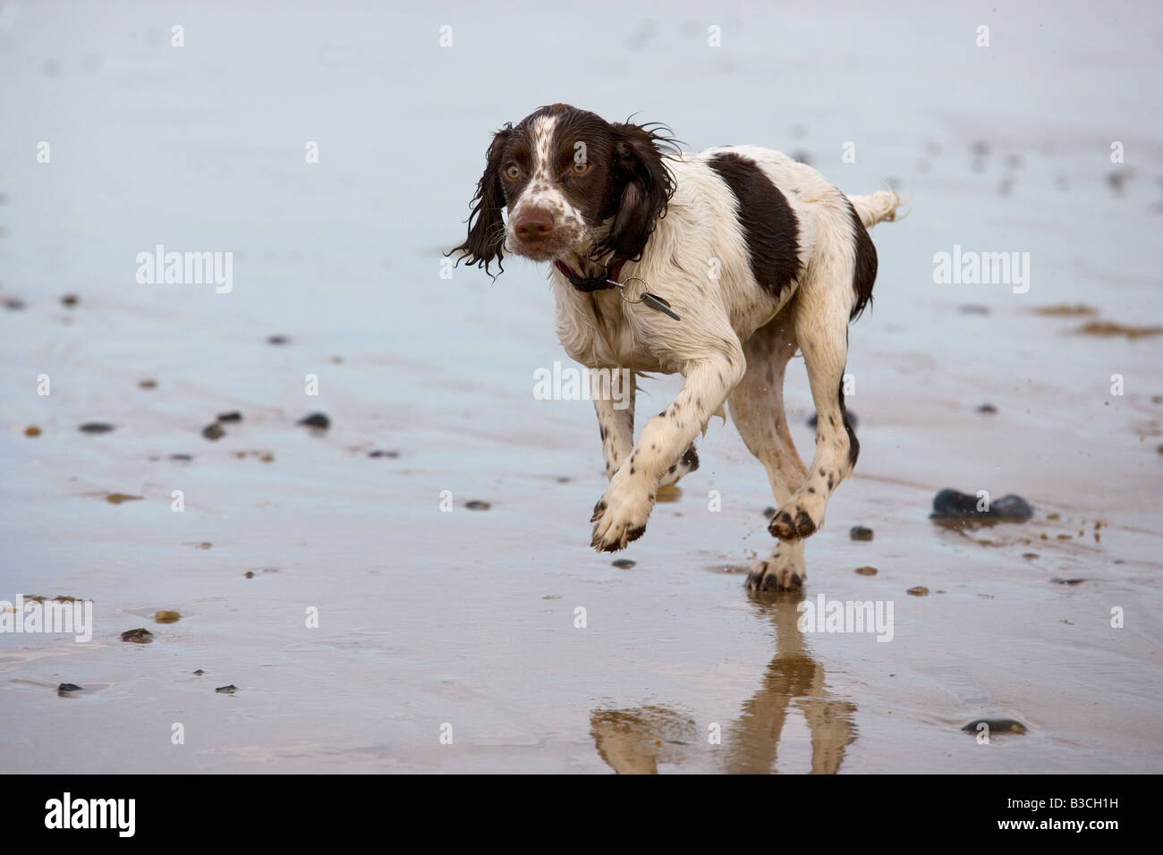 English Springer Spaniel running on Beach Stock Photo - Alamy