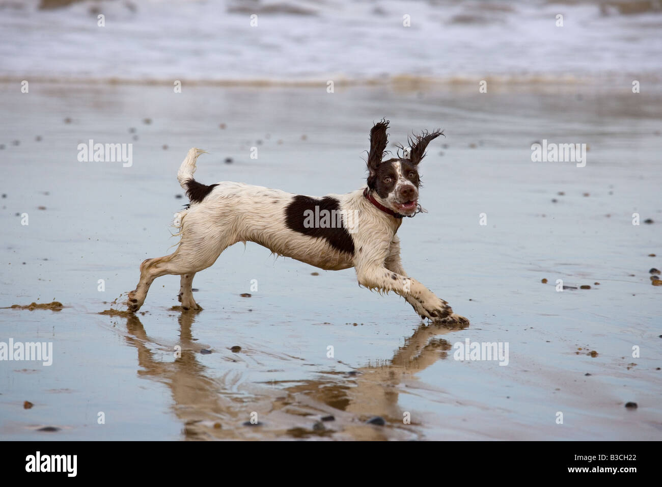 Compact spaniel hi-res stock photography and images - Alamy