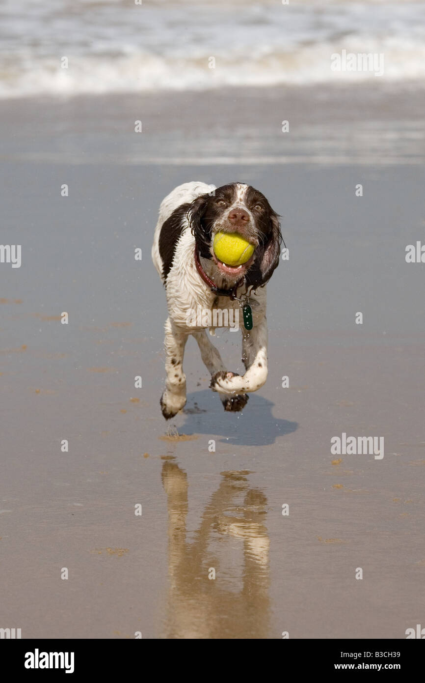 English Springer Spaniel running on Beach Stock Photo - Alamy