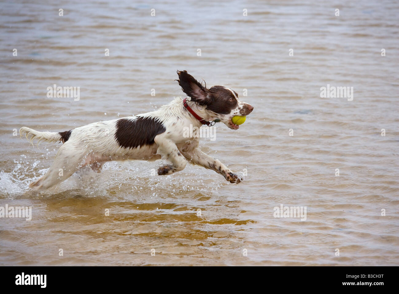 English Springer Spaniel running in Sea Stock Photo - Alamy