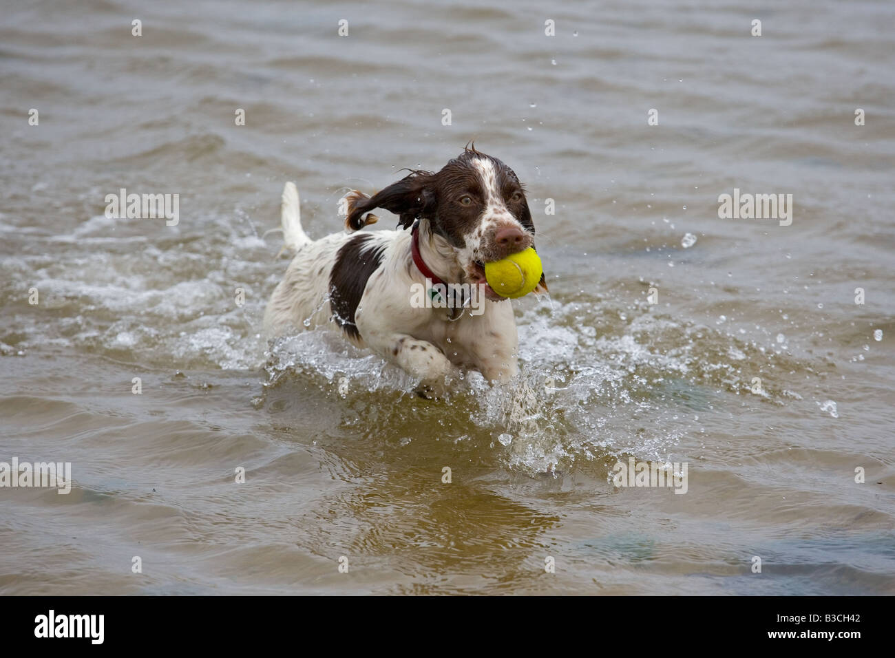 English Springer Spaniel running in Sea Stock Photo - Alamy