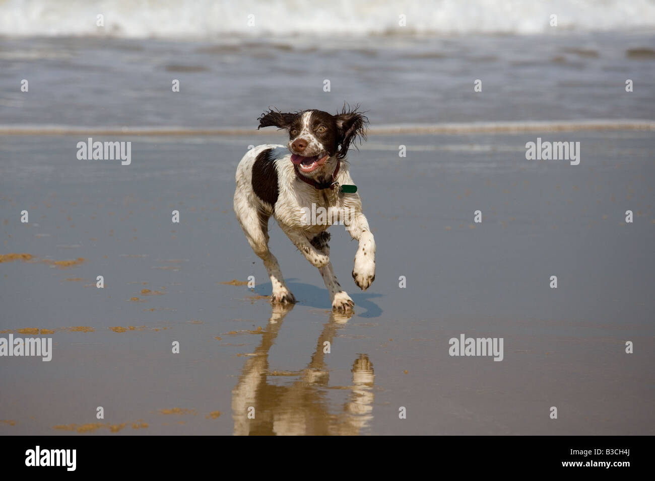 English Springer Spaniel running on Beach Stock Photo - Alamy