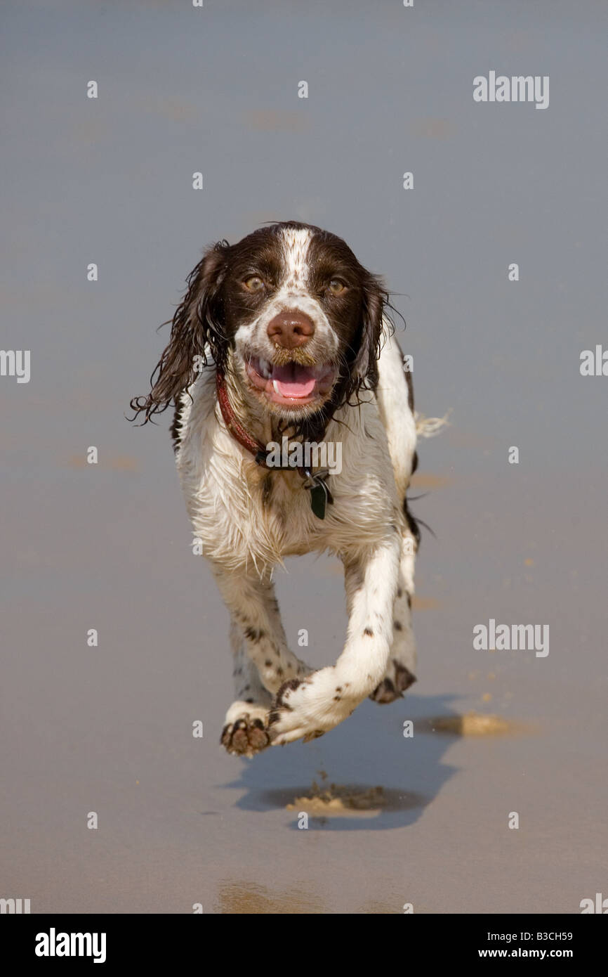 English Springer Spaniel running on Beach Stock Photo - Alamy