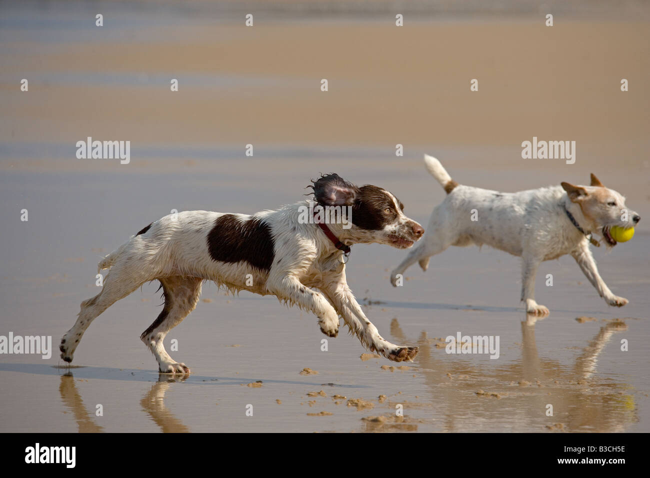 English Springer Spaniel and Jack Russell Terrier running on Cromer ...