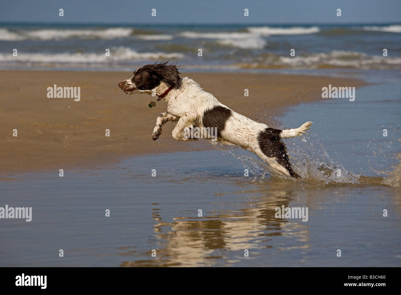 Springer spaniel puppy hi-res stock photography and images - Alamy
