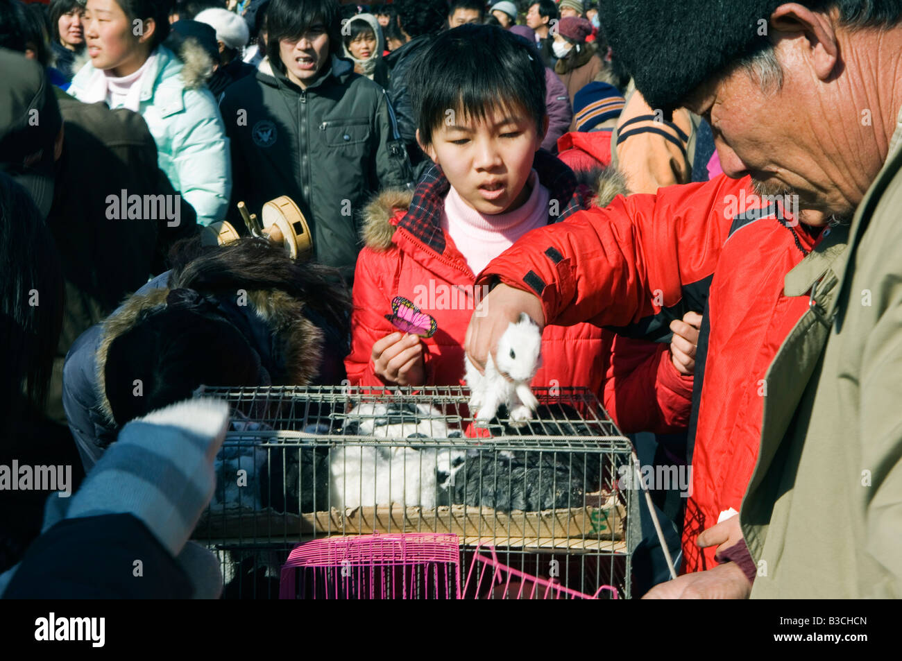 China, Beijing. Chinese New Year Spring Festival - bunny rabbits being ...