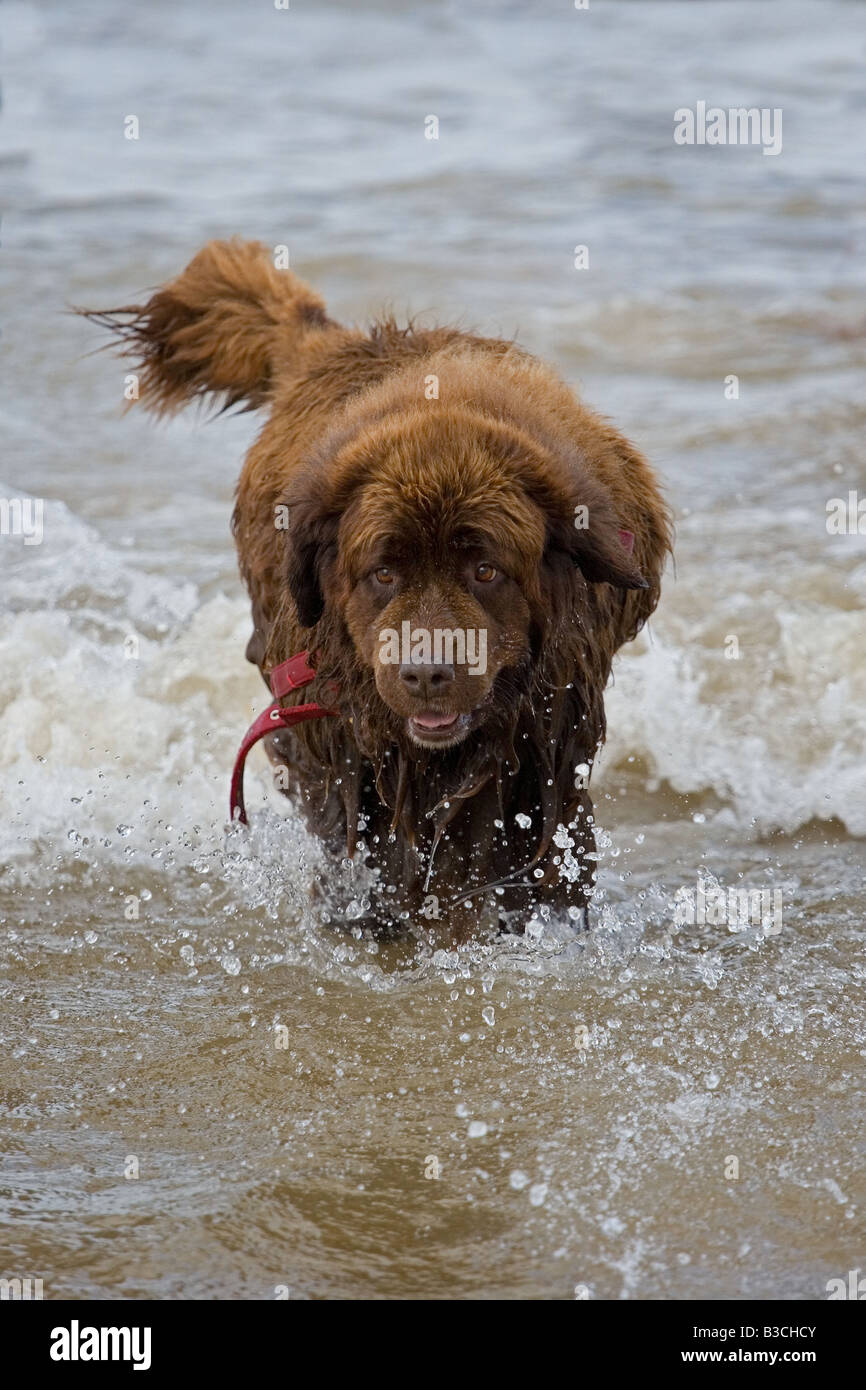 Rescue dog newfoundland swimming hi-res stock photography and images ...