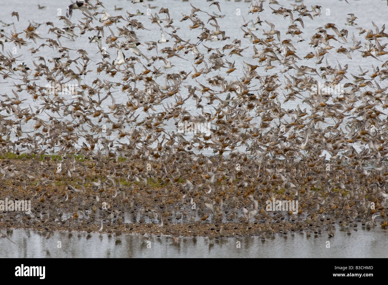 Flocks of knot dunlin hi-res stock photography and images - Alamy