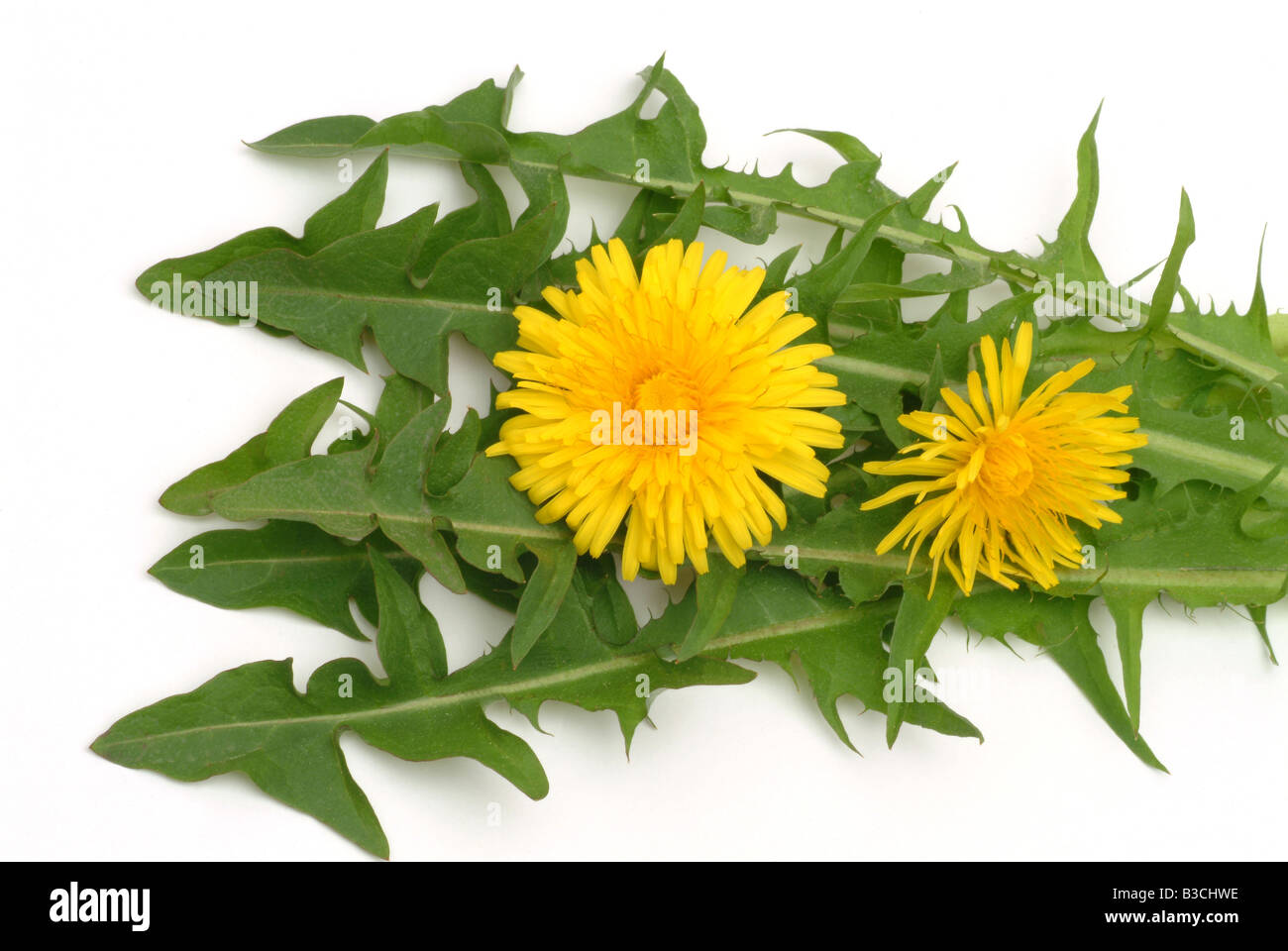 Medicinal plant dandelion common dandelion taraxum officinale leontodon ...