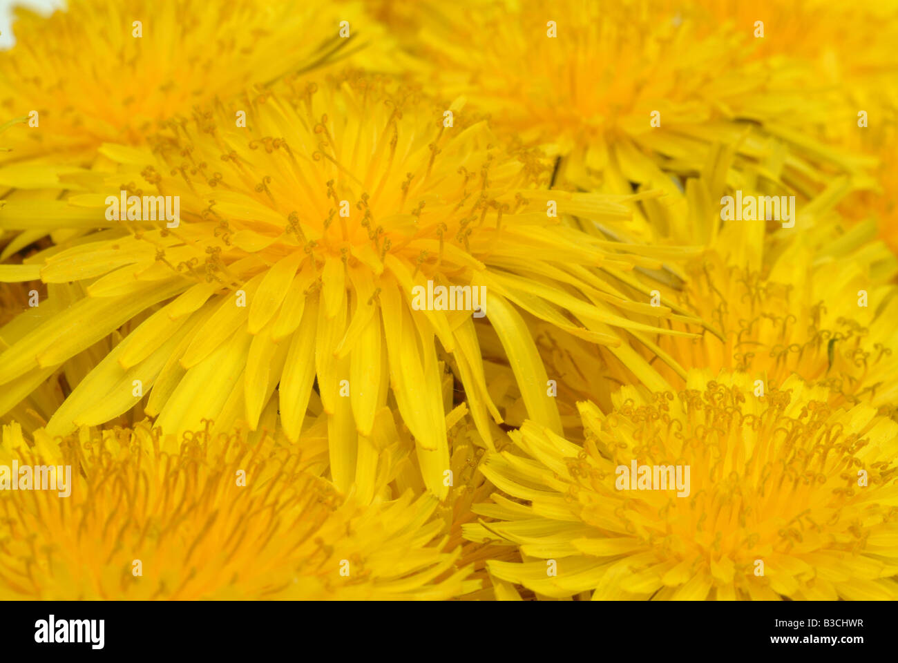 Medicinal plant dandelion common dandelion taraxum officinale leontodon ...