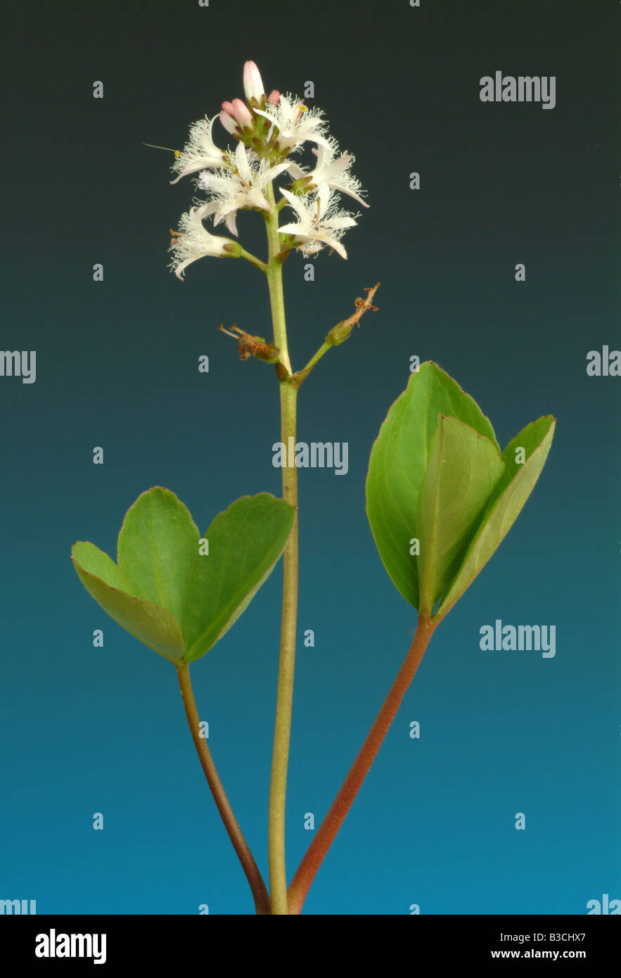 medicinal plant Menyanthes trifoliata Backbean Bogbean medicinal plant ...