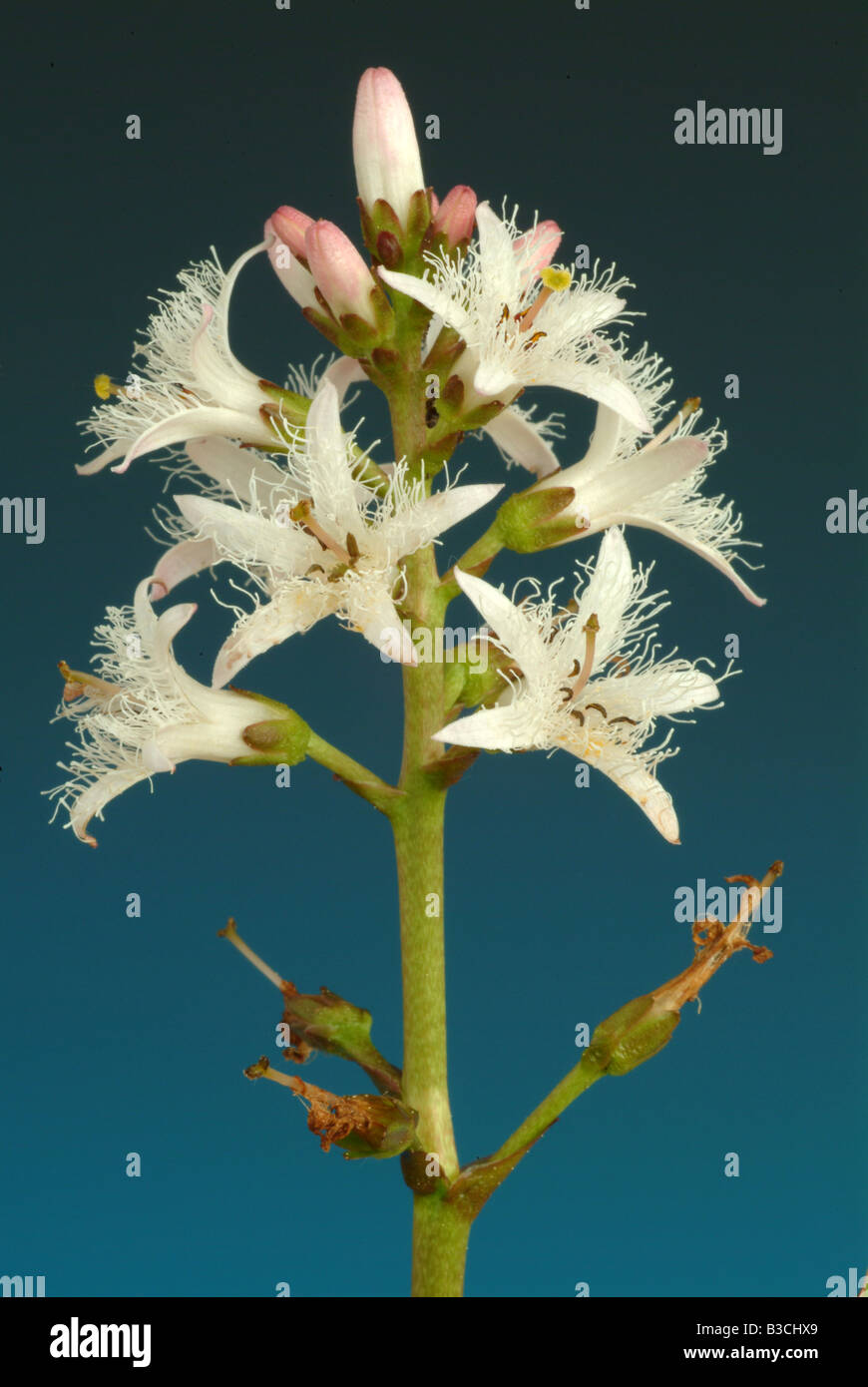 medicinal plant Menyanthes trifoliata Backbean Bogbean medicinal plant ...