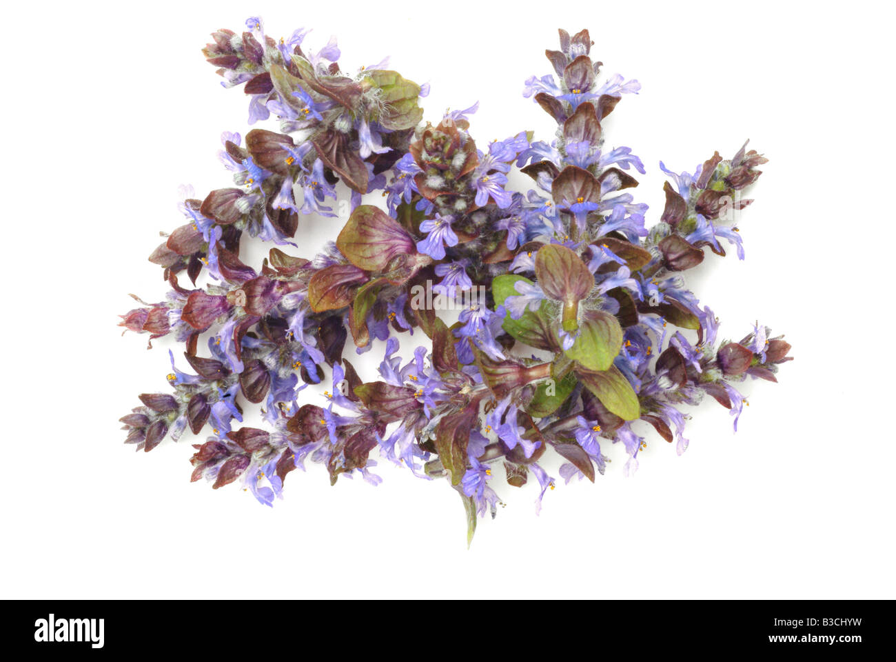 Ajuga reptans Bugle medicinal plant herb Bugula Stock Photo - Alamy
