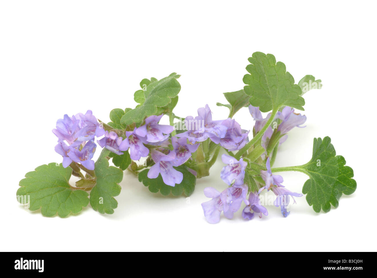 medicinal plant Ground ivy Glechoma hederacea Stock Photo - Alamy