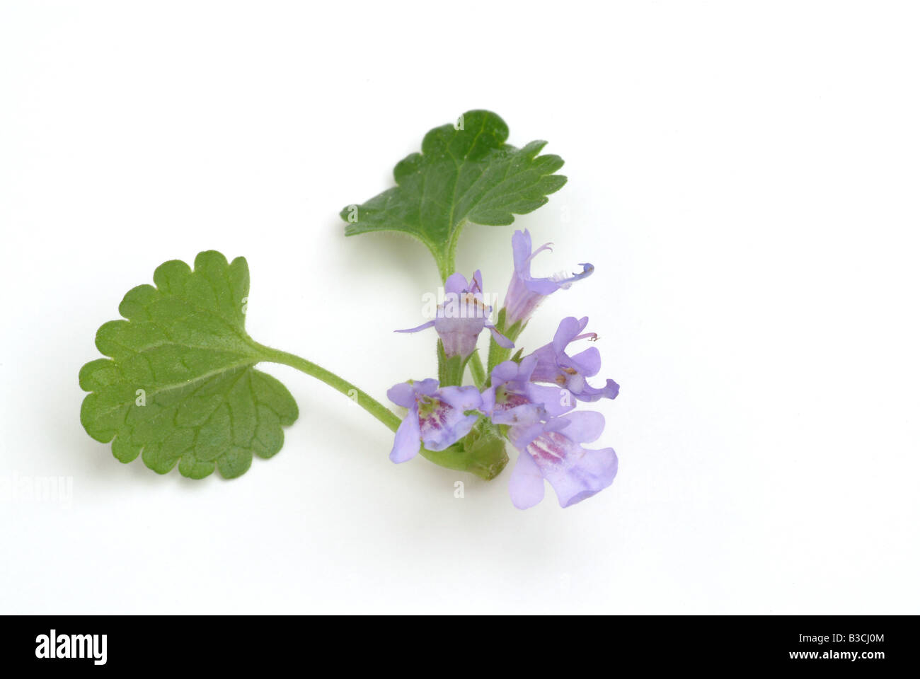 medicinal plant Ground ivy Glechoma hederacea Stock Photo - Alamy