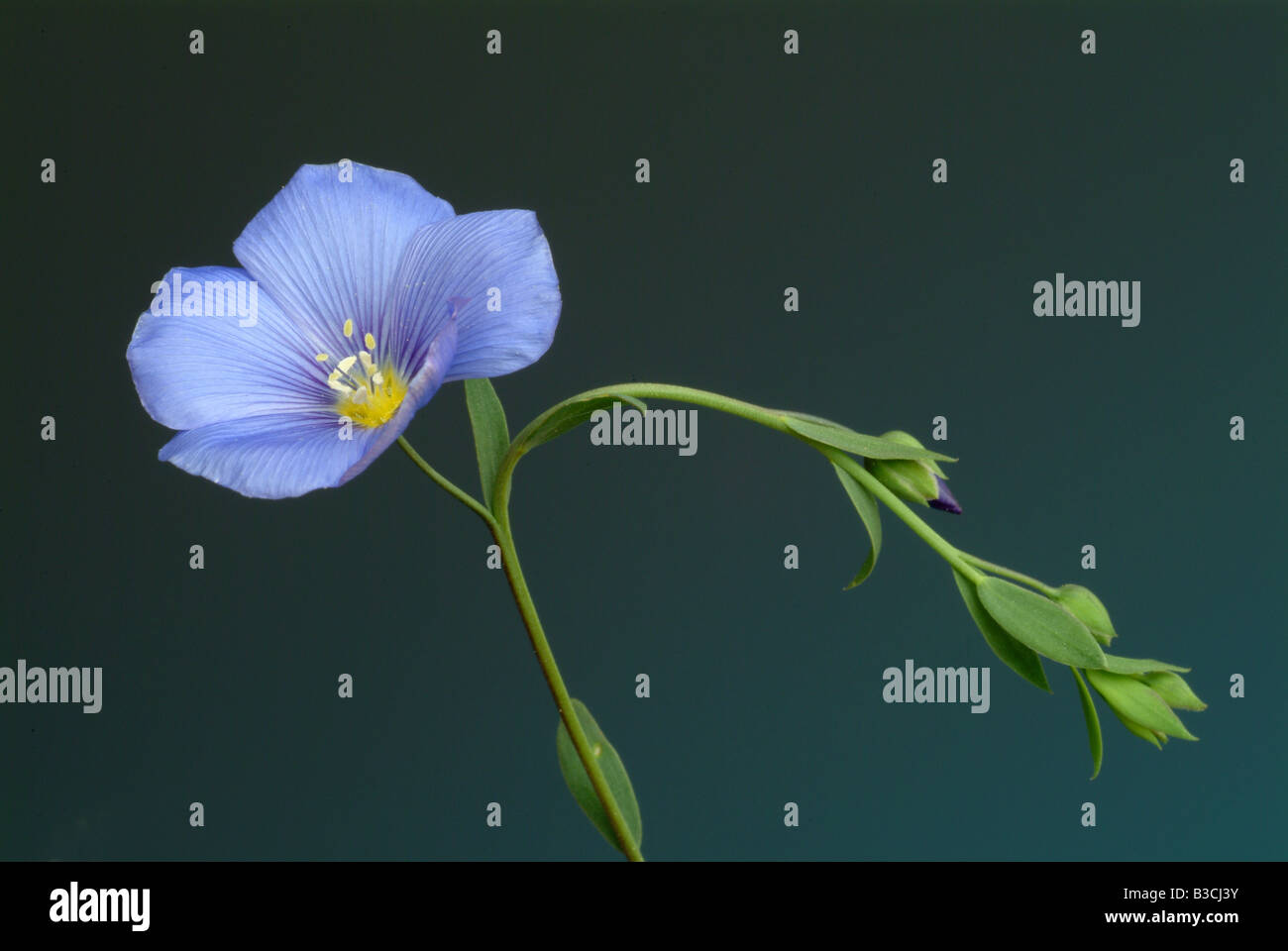 Heilpflanze Lein Flachs Linum usitatissimum medicinal plant Common Flax ...