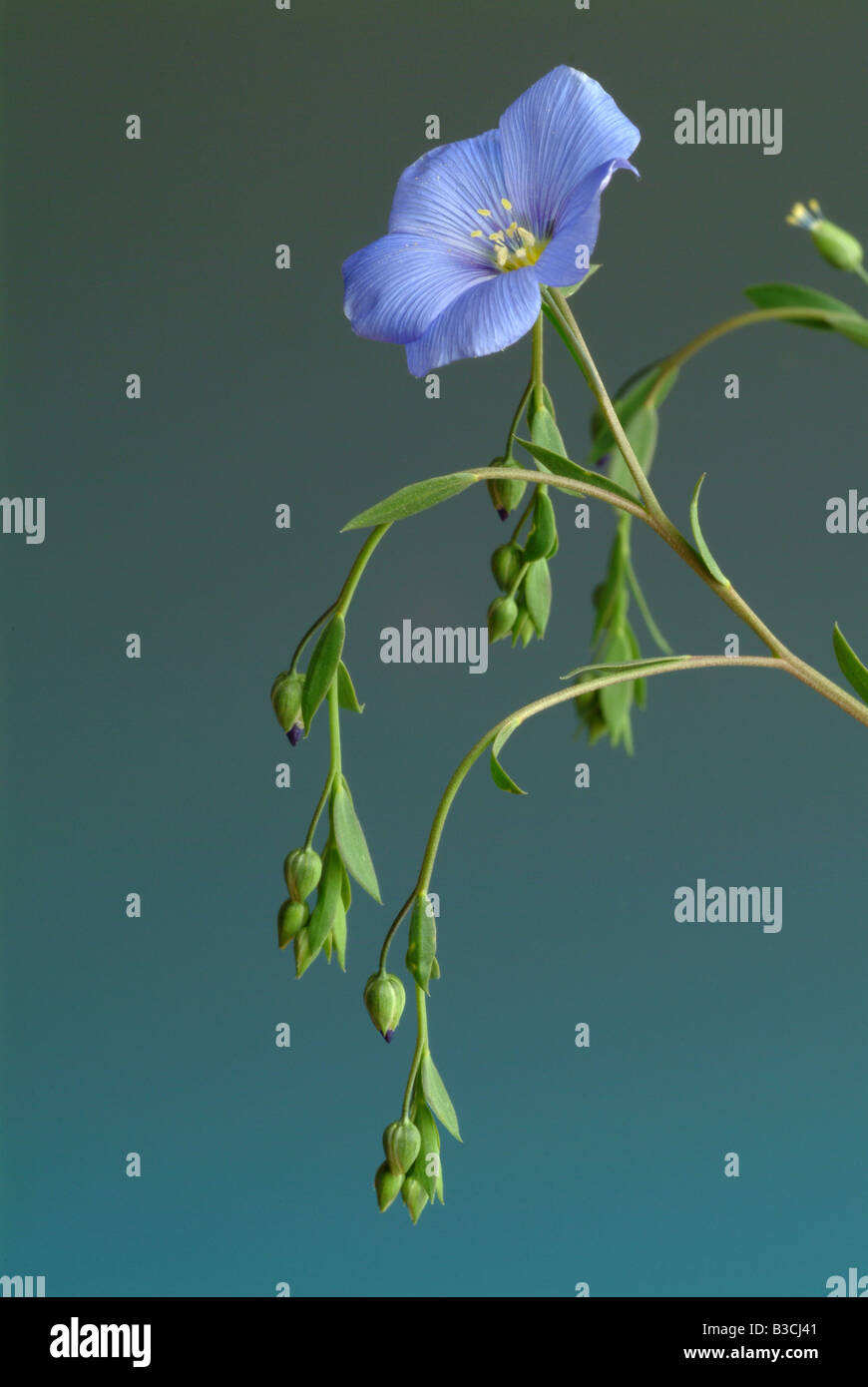 Linum usitatissimum hi-res stock photography and images - Alamy