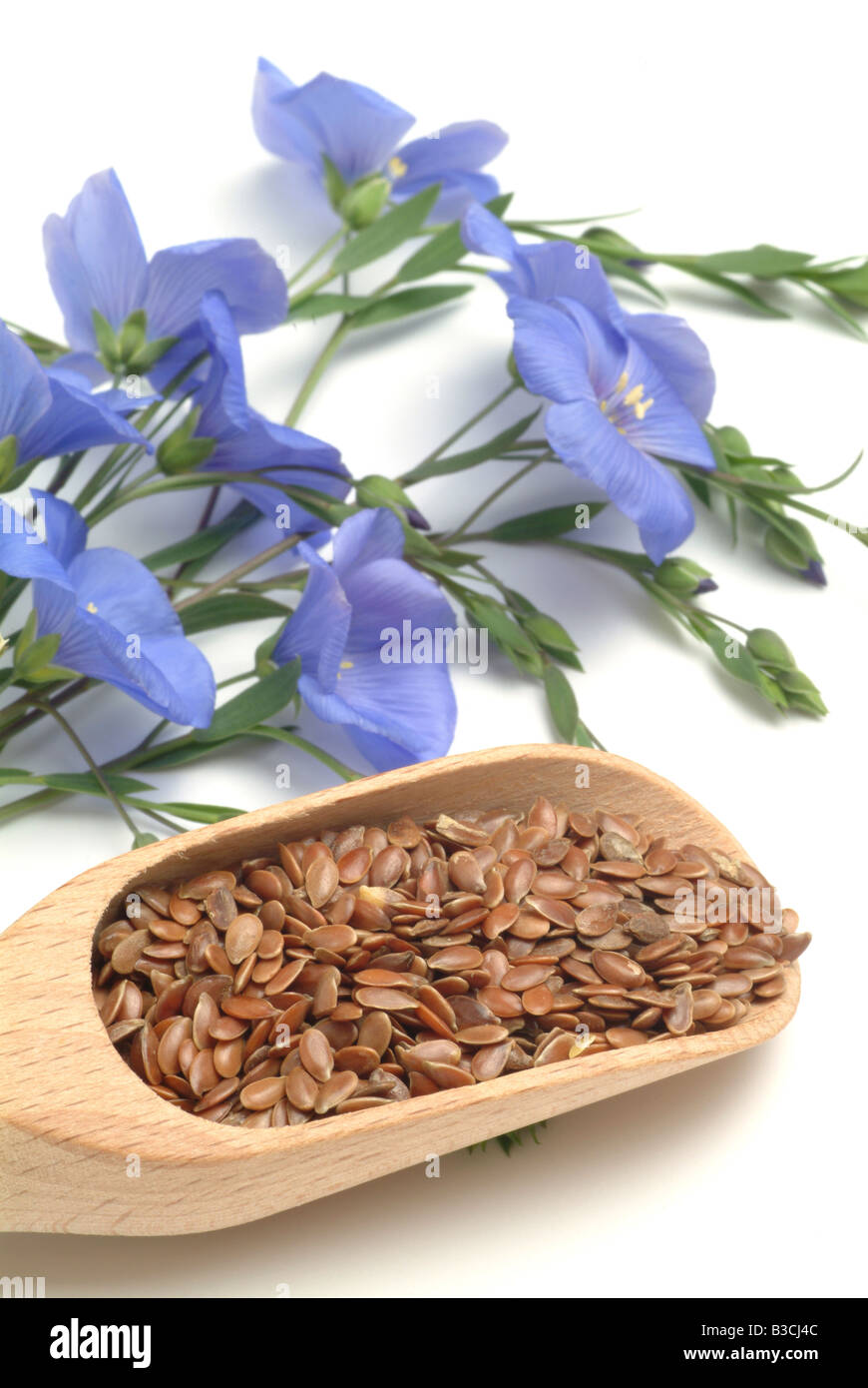Linum usitatissimum hi-res stock photography and images - Alamy