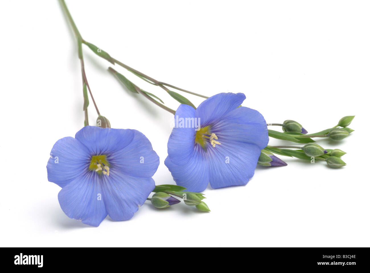 Heilpflanze Lein Flachs Linum usitatissimum medicinal plant Common Flax ...