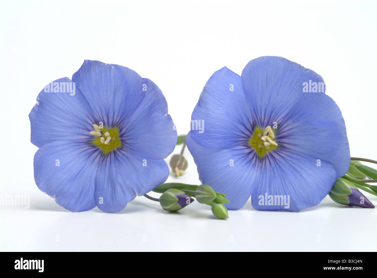 Heilpflanze Lein Flachs Linum usitatissimum medicinal plant Common Flax ...
