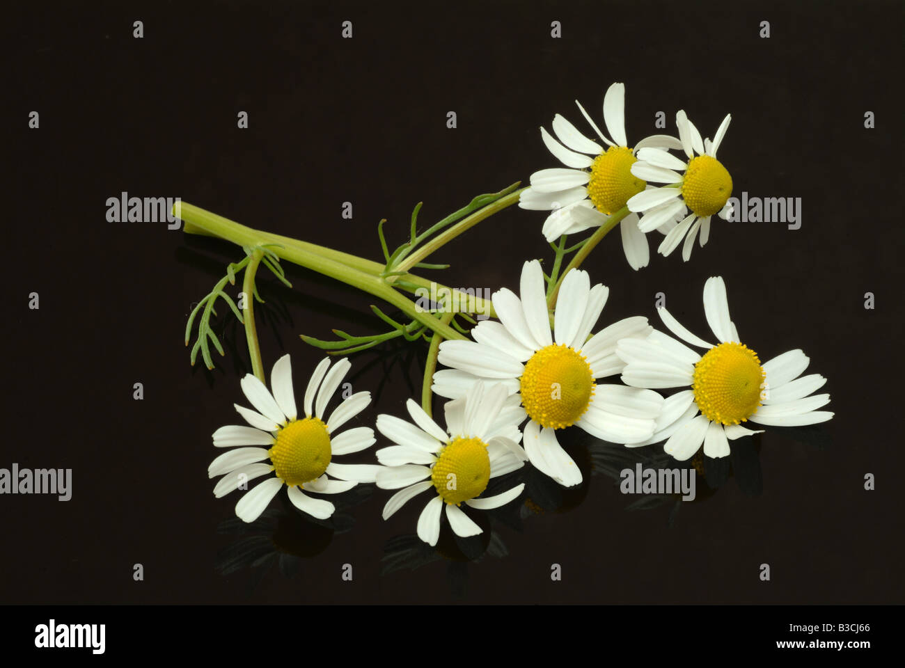 medicinal plant Camomile Matricaria German Chamomile Chamomilla ...