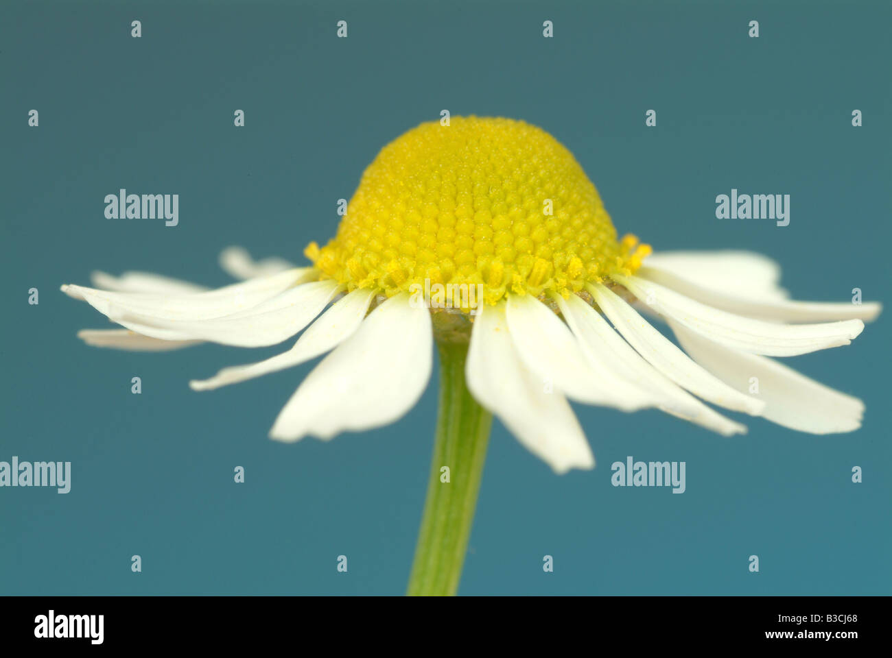 medicinal plant Camomile Matricaria German Chamomile Chamomilla ...