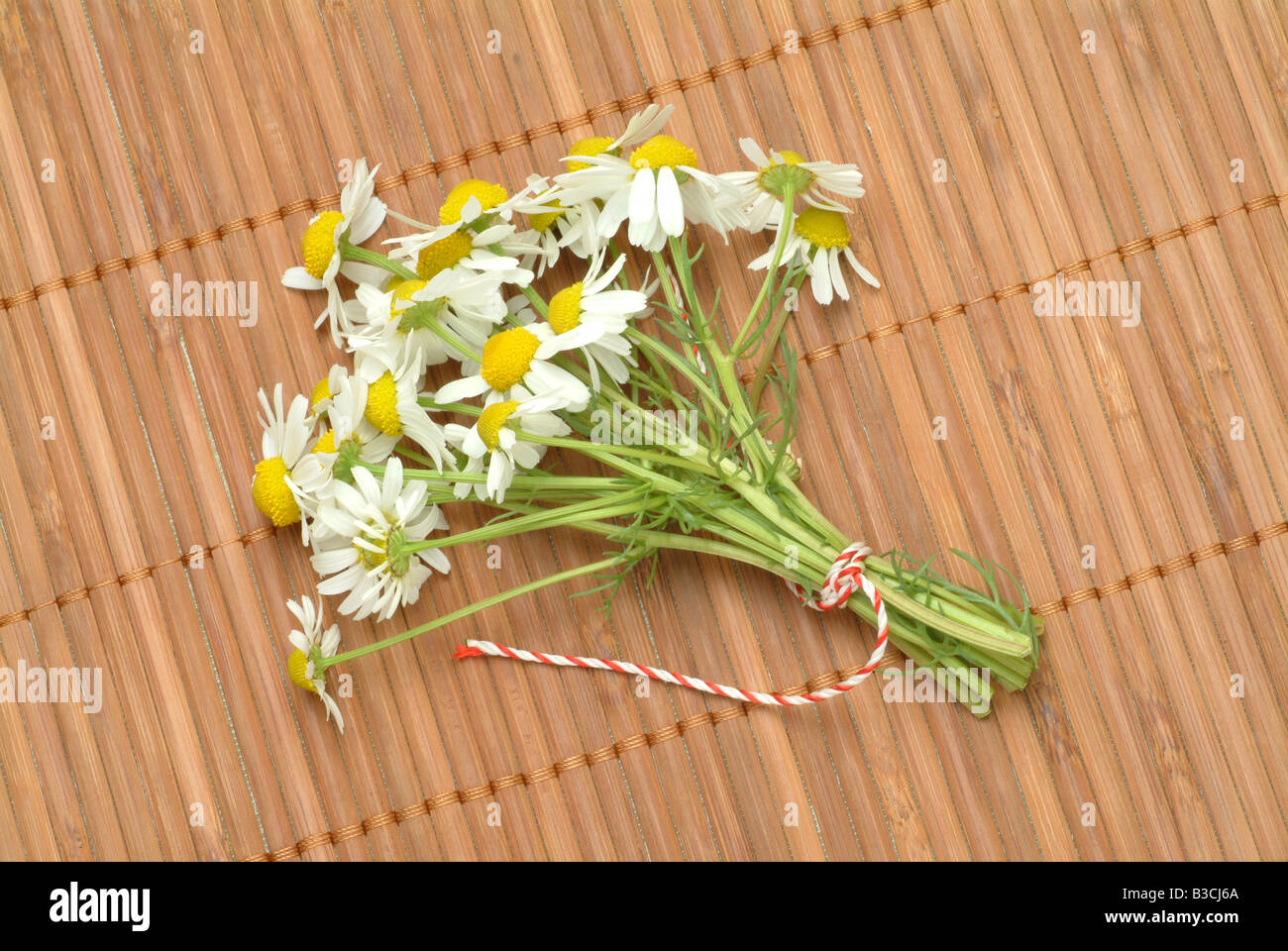 Matricaria chamomilla matricaria recutita or german chamomile hi-res ...