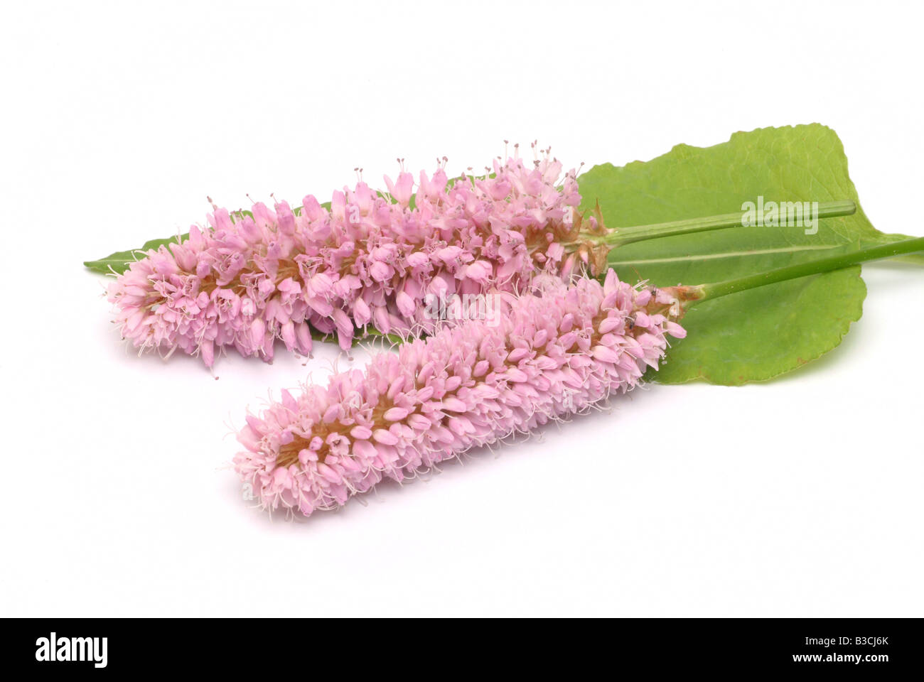 medicinal plant Bistrot bistort snake root Polygonum bistorta Bostoria ...