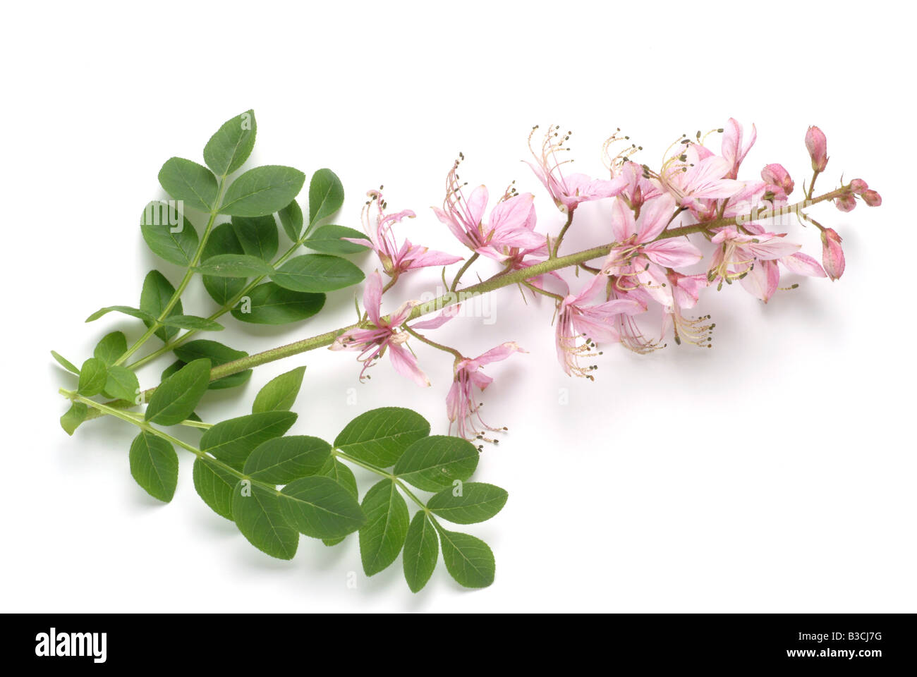 medicinal plant Burning bush gas plant dittany Dictamnus albus Stock ...