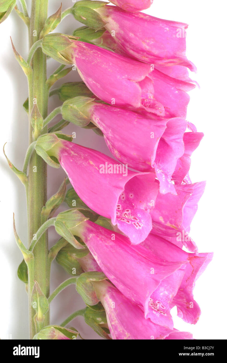 medicinal plant foxglove common foxglove purple foxglove red foxgloce ...