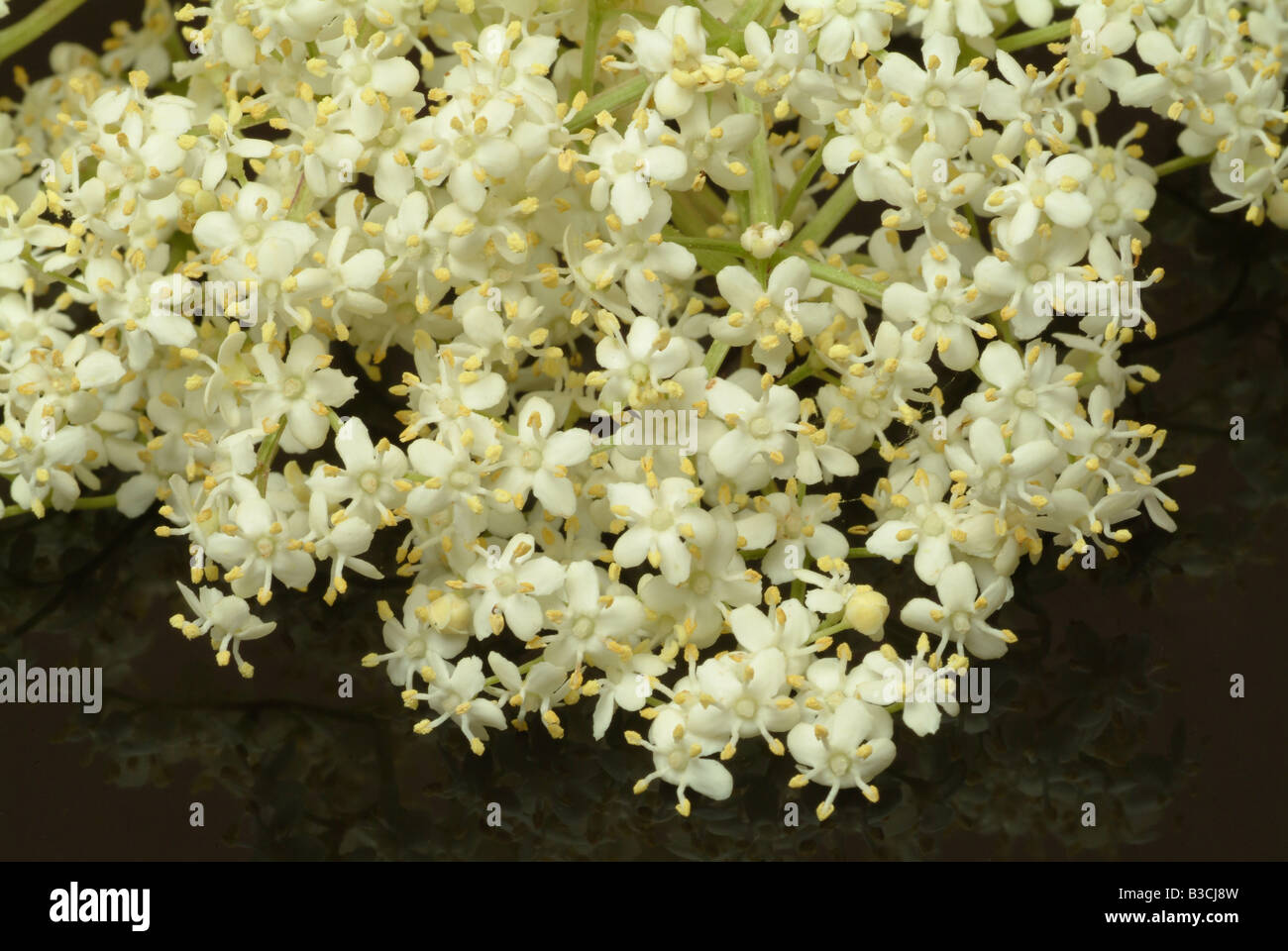 Medicinal plant elder sambucuo sambuco negro sambuco nero sambucus ...