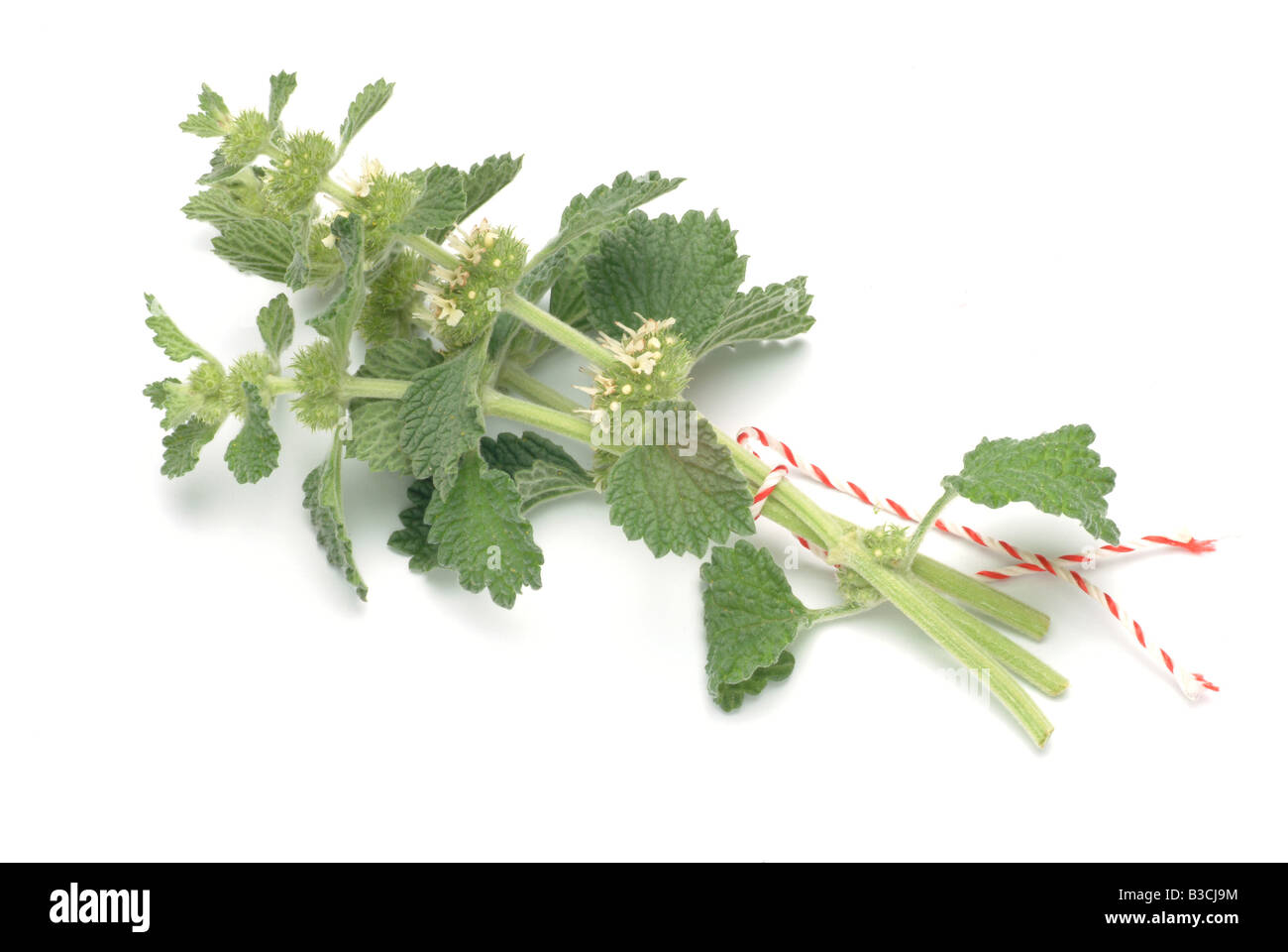 medicinal plant white horehound horehound marrubio comune marrubium ...