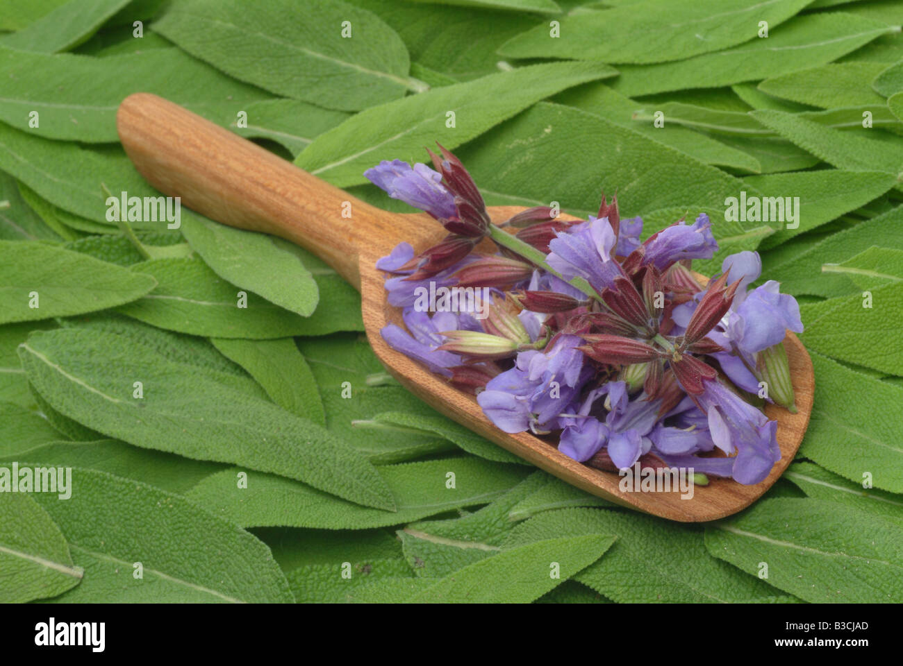medicinal plant Common Sage Sage Salvia officinalis Stock Photo - Alamy