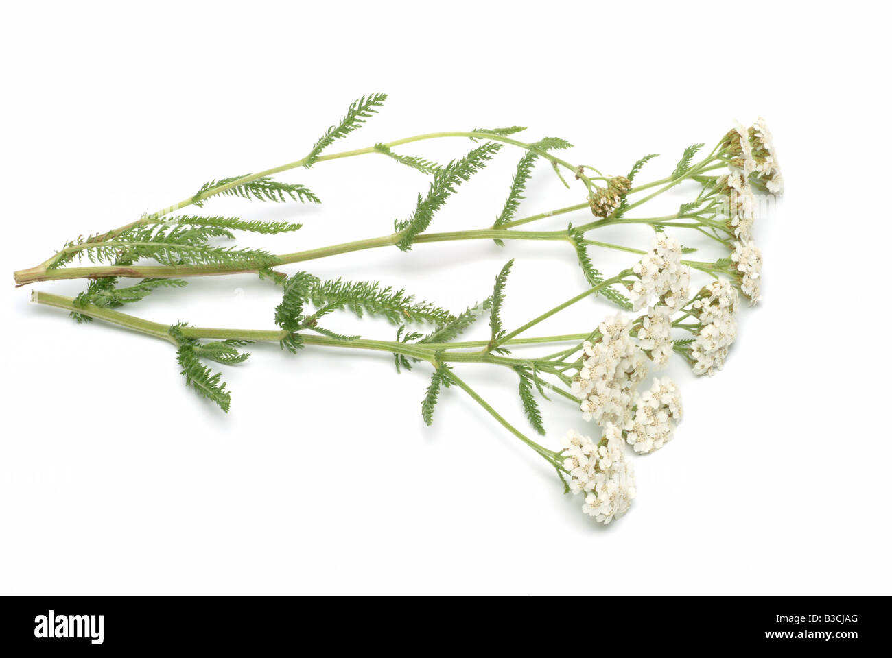 medicinal plant yarrow Carpenter s Weed Common Yarrow Milfoil Achillea ...