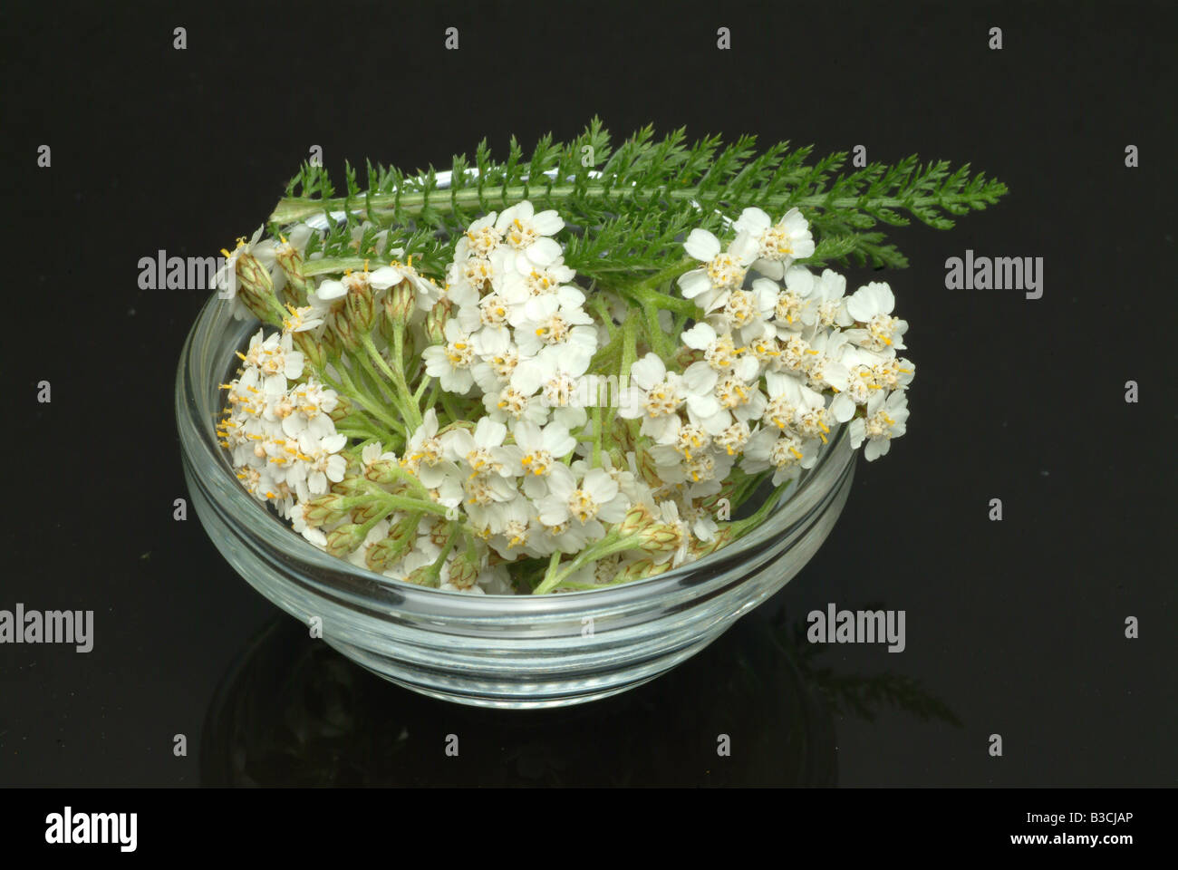 medicinal plant yarrow Carpenter s Weed Common Yarrow Milfoil Achillea ...