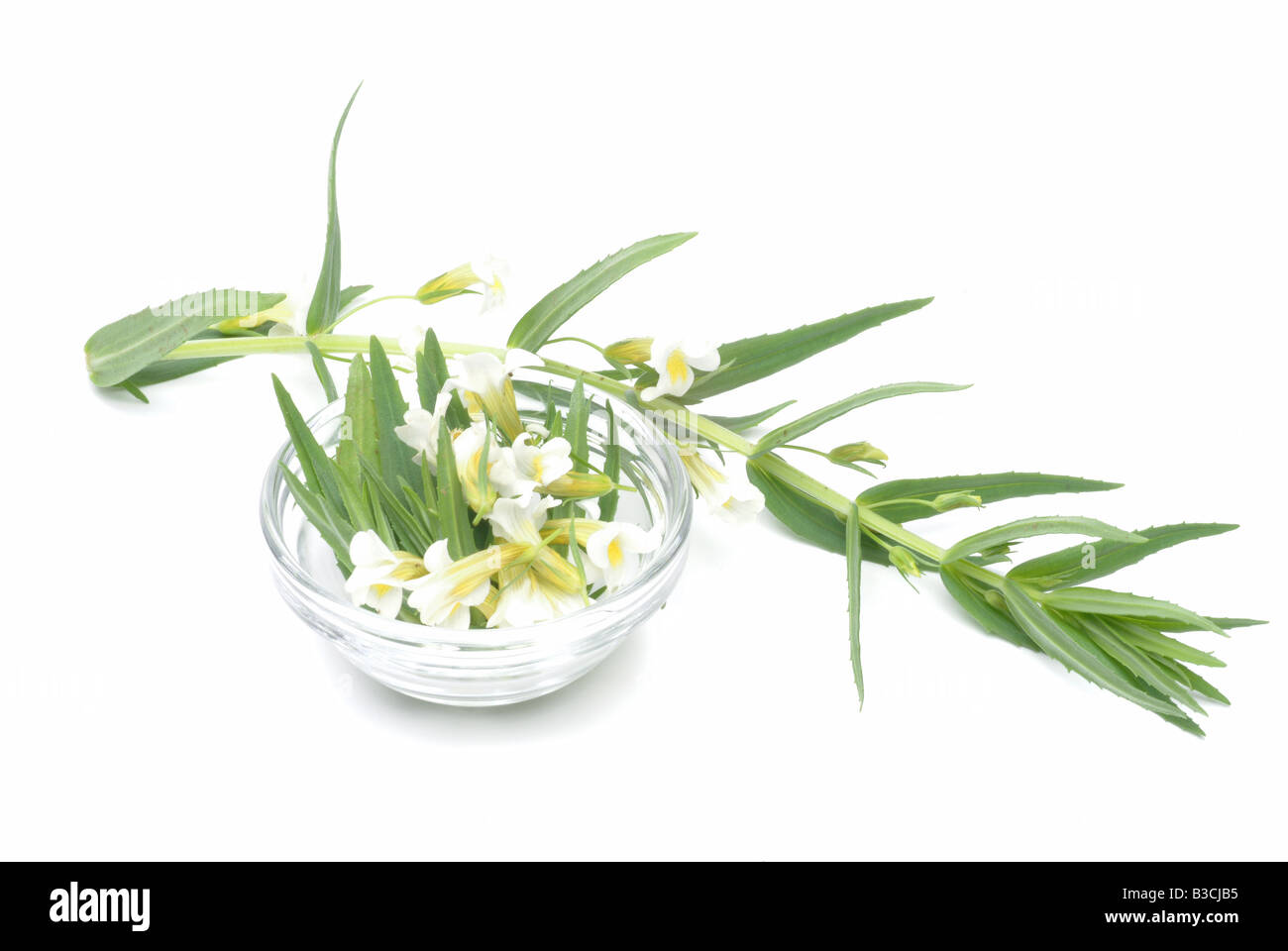 Medicinal plant gratiole Hedge hyssop Herb of grace graziella gratiola ...