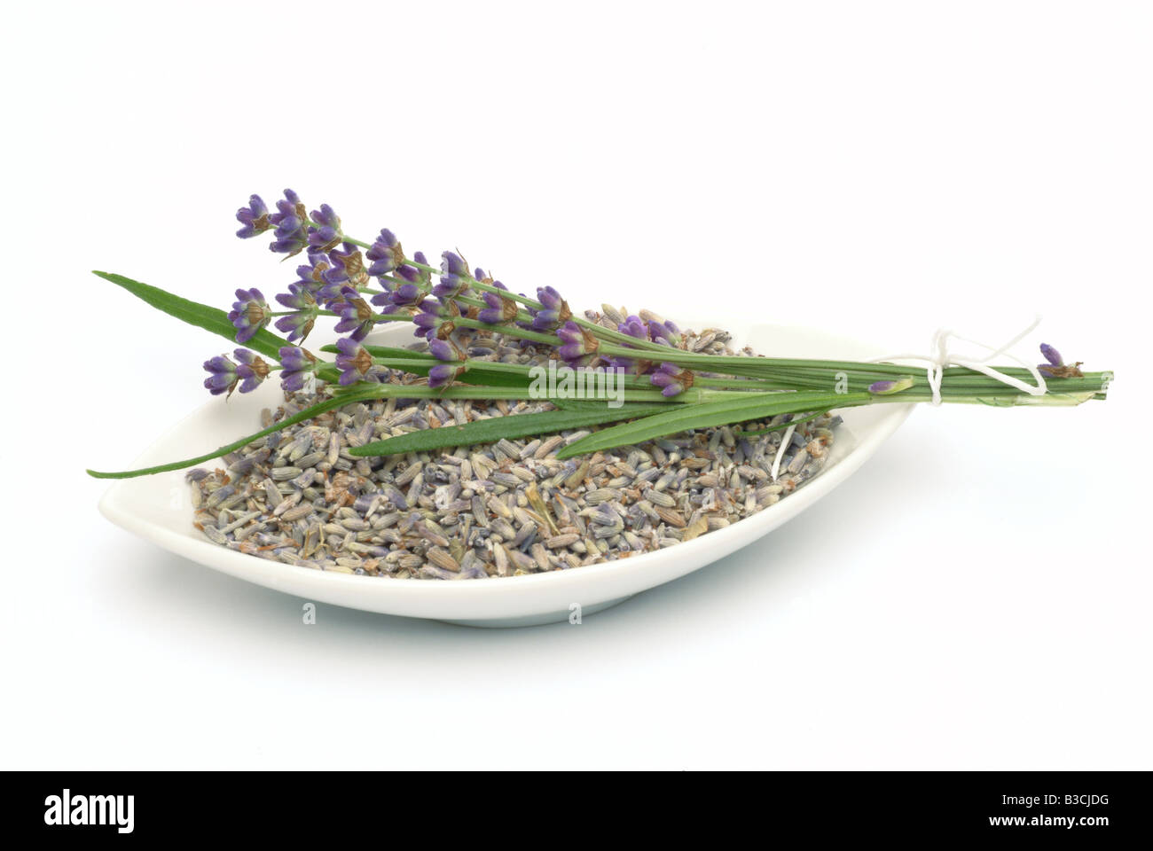 Medicinal plant Lavender Lavandula angustifolia Lavandula officinalis ...