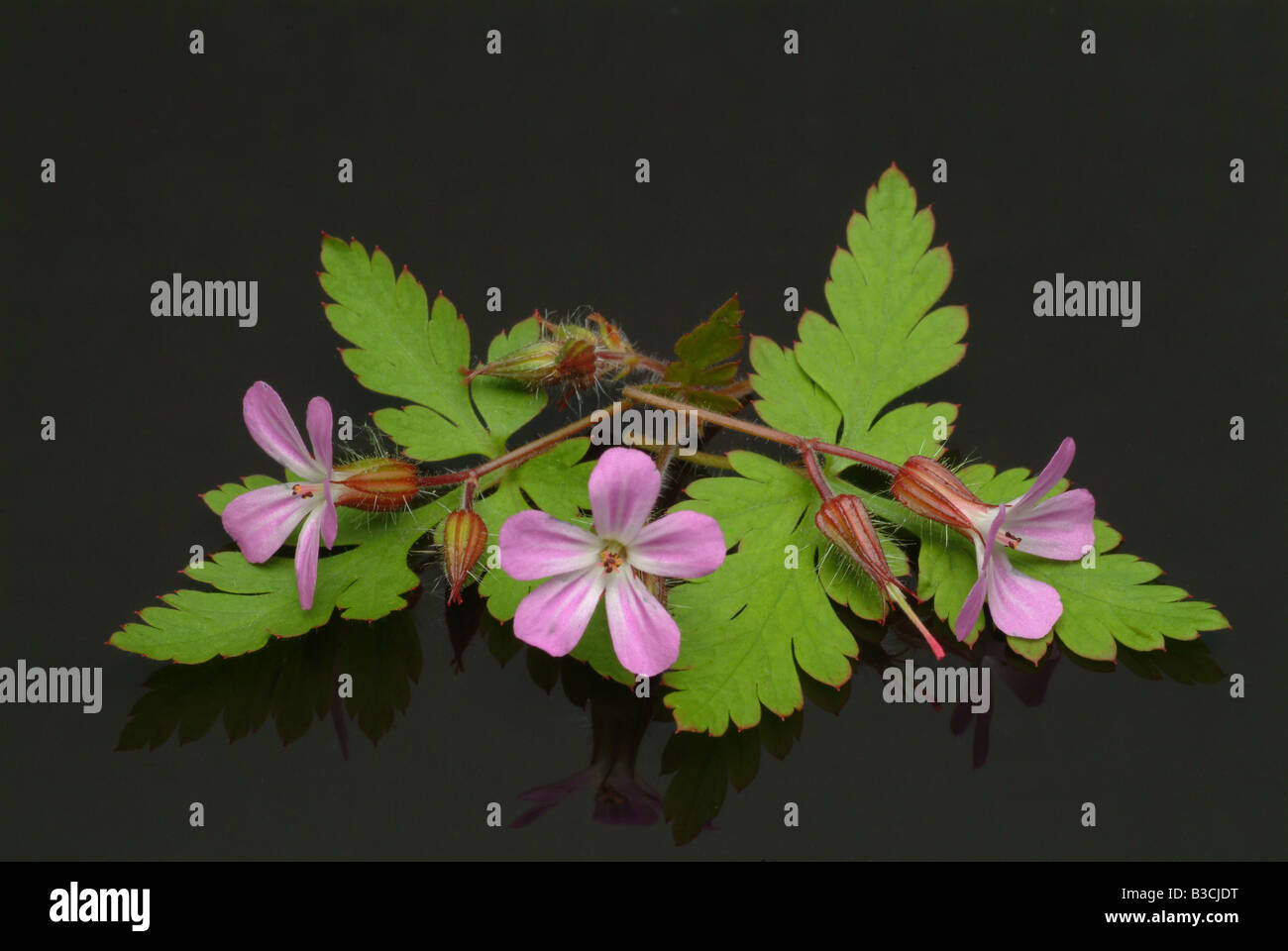 Medicinal plant Herb Robert Red robin Geranium robertianum Stock Photo ...