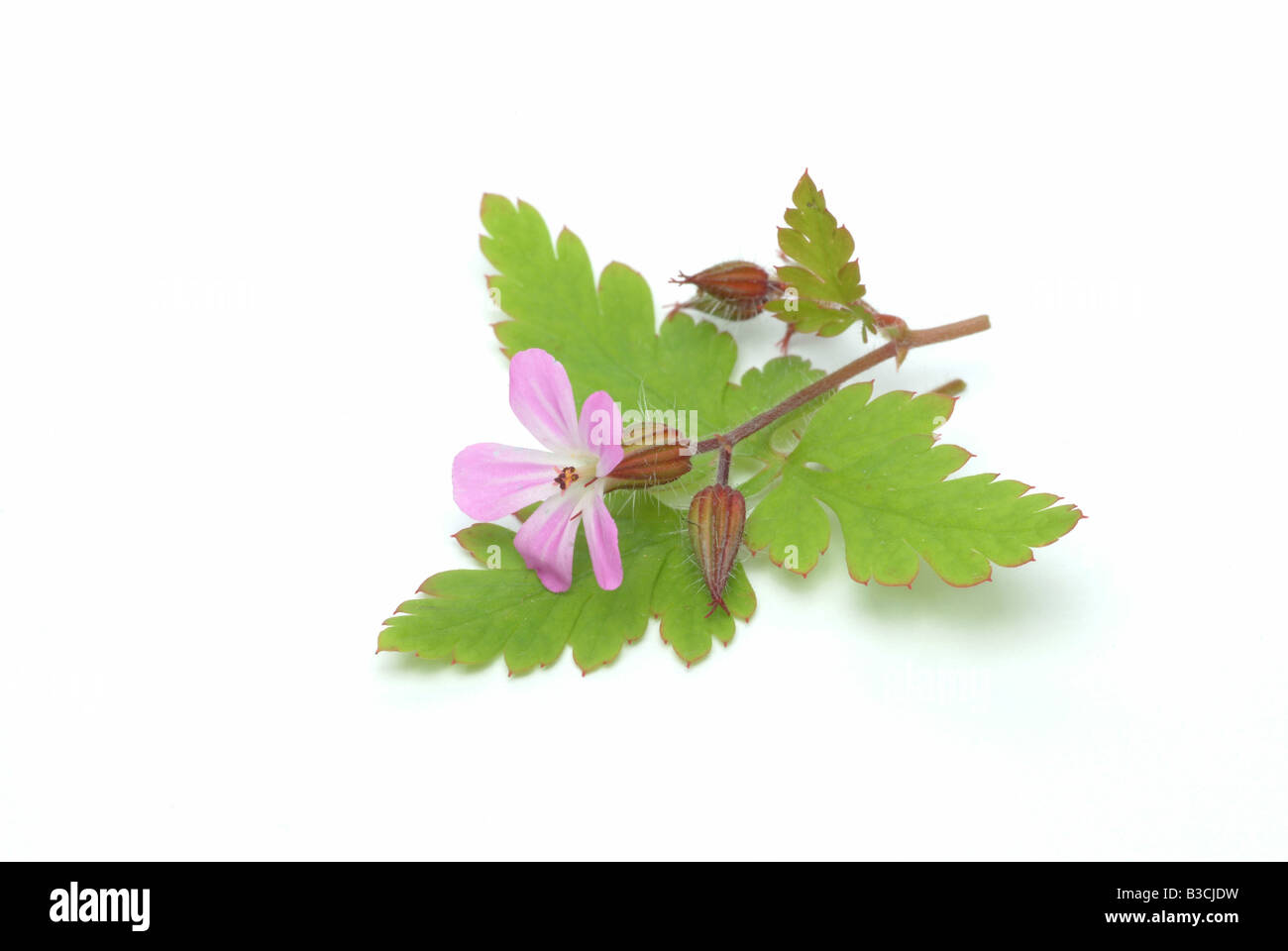 Medicinal plant Herb Robert Red robin Geranium robertianum Stock Photo ...