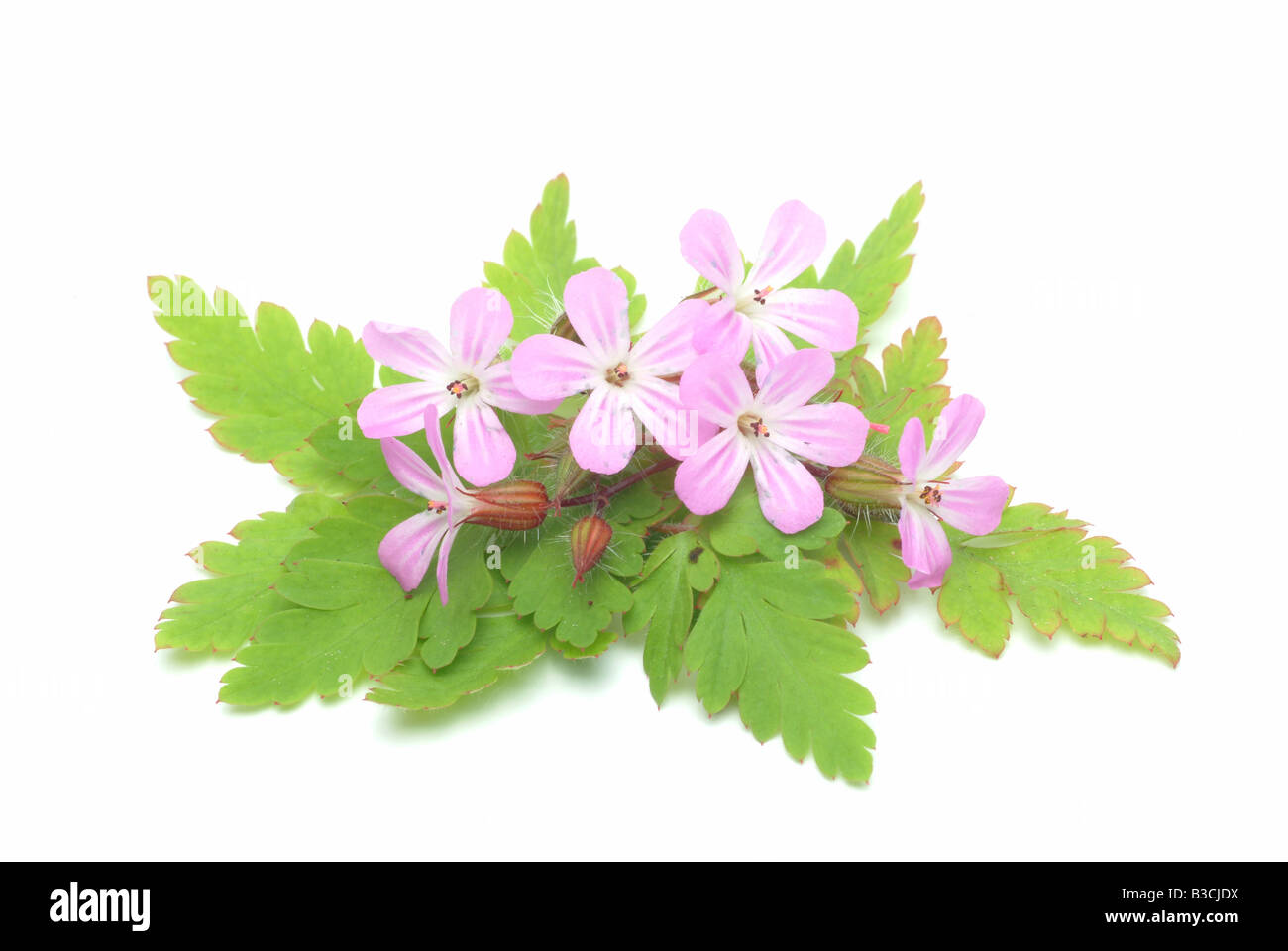 Medicinal plant Herb Robert Red robin Geranium robertianum Stock Photo ...