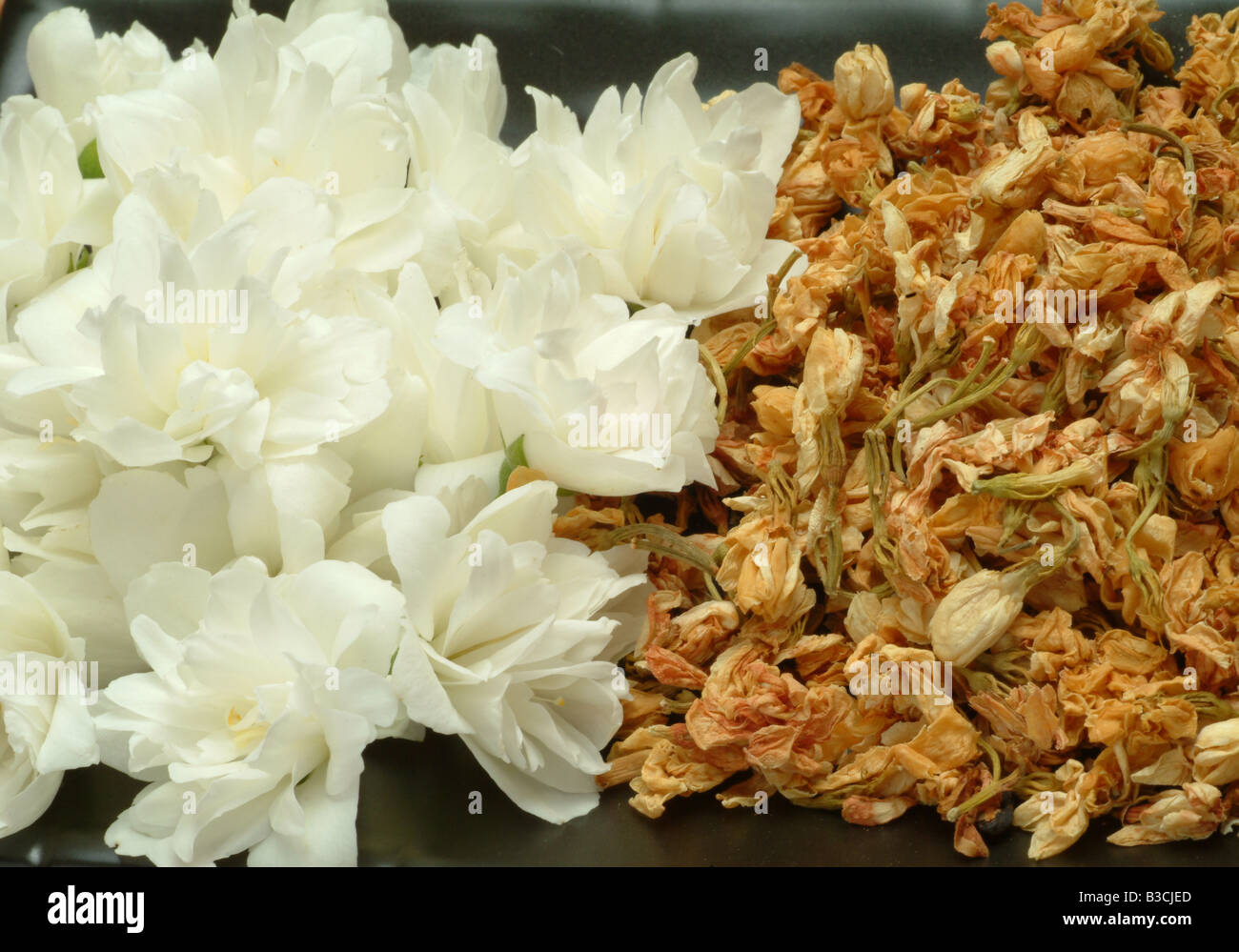 dried and fresh Blossoms of the medicinal plant Jasmine Jesamine ...