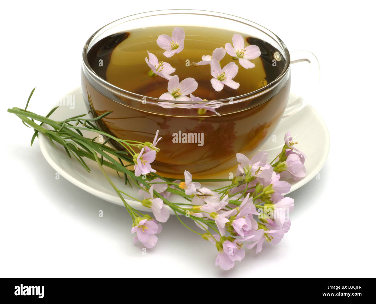 Cuckoo flower tea hi-res stock photography and images - Alamy