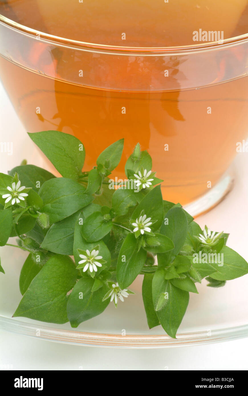 tea made of chickweed medicinal tea herbtea chickweedtea Stellaria ...