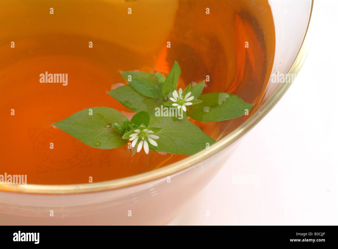 tea made of chickweed medicinal tea herbtea chickweedtea Stellaria ...