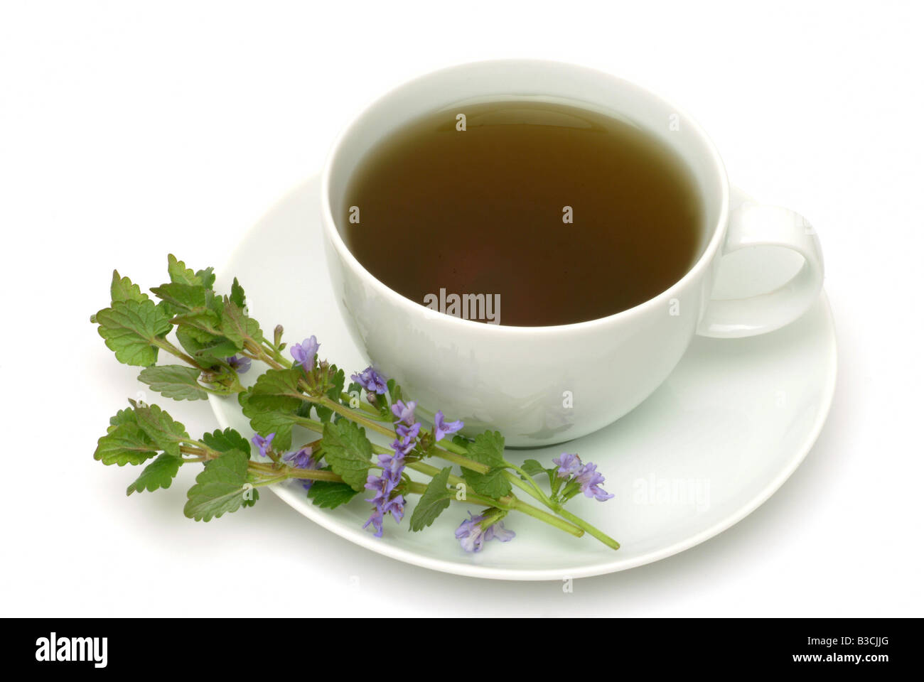 tea made of Ground ivy medicinal tea herbtea Groundivytea Glechoma ...