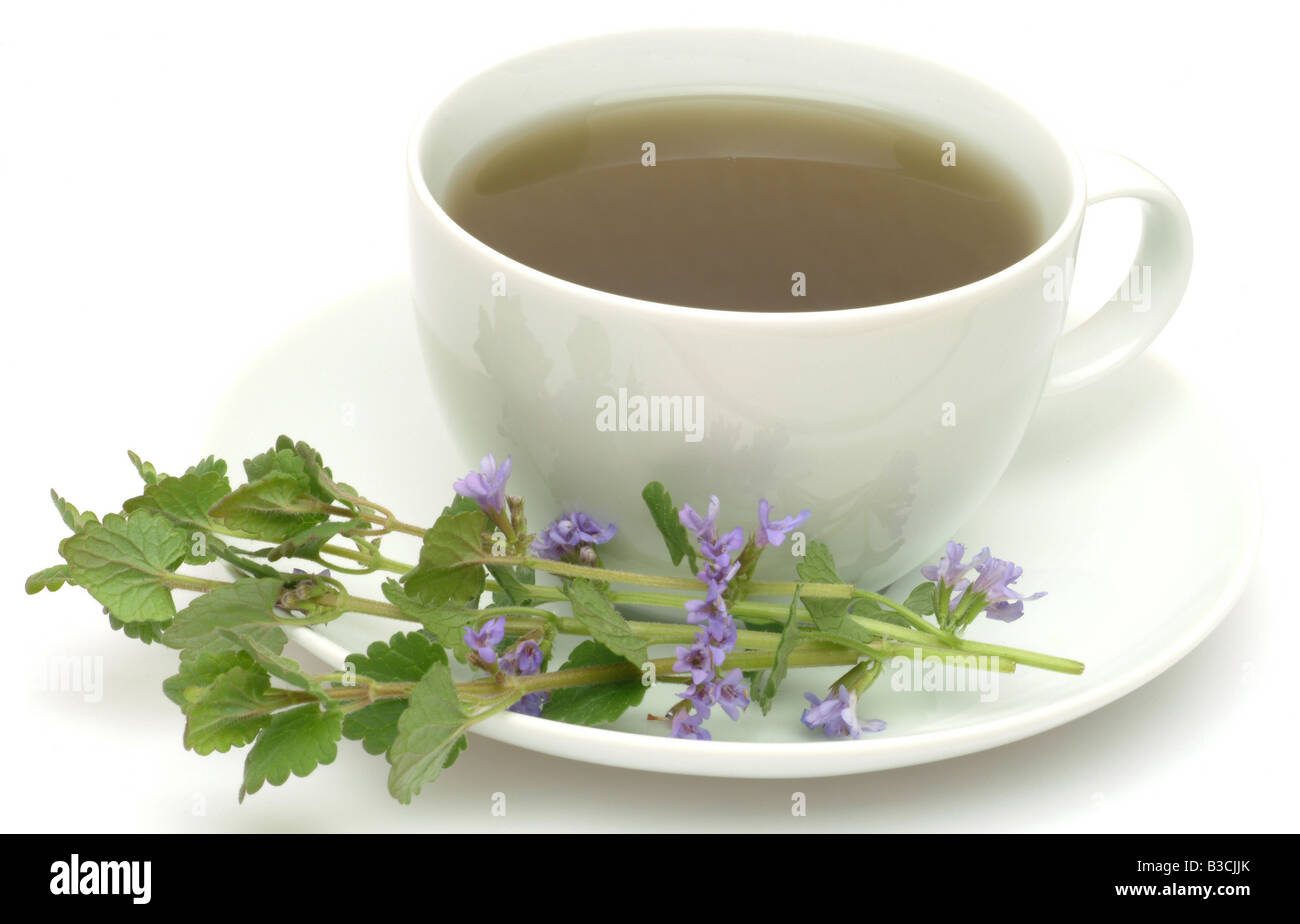 tea made of Ground ivy medicinal tea herbtea Groundivytea Glechoma ...